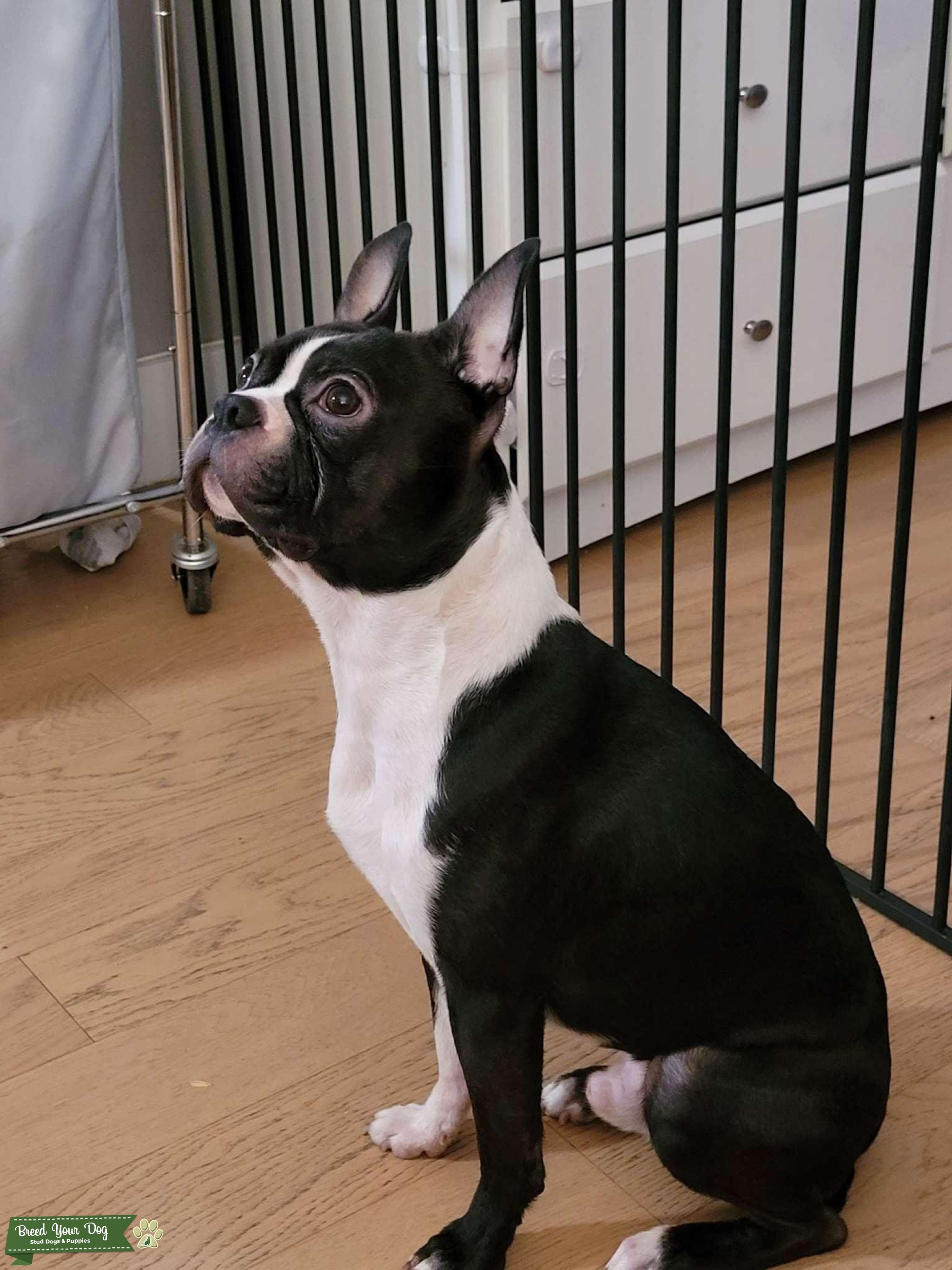 Large Male Stud 28lb athletic muscular build 19.5 inches from the ...