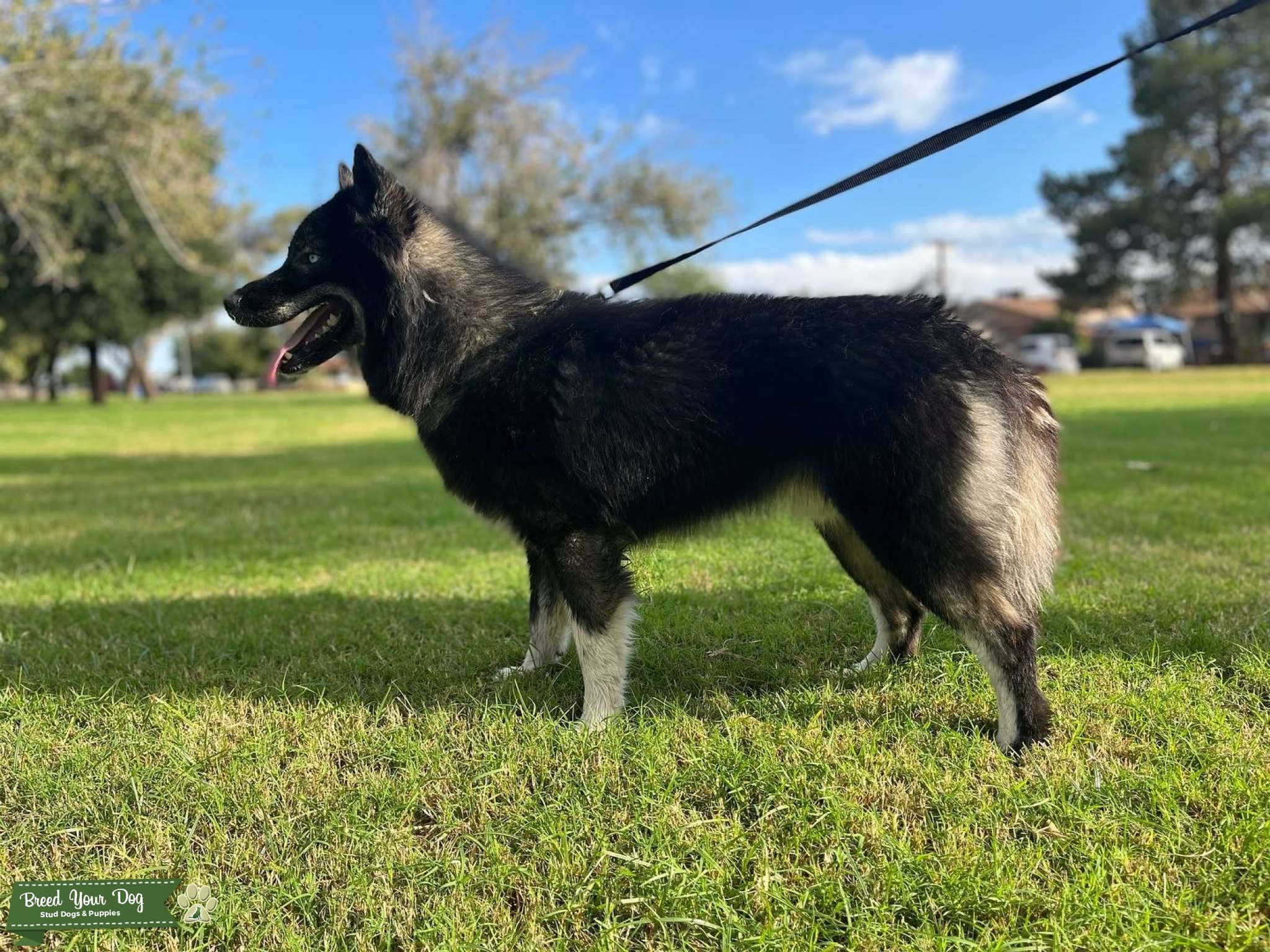 AKC SIBERIAN HUSKY / AGOUTI/WHITE / PROVEN STUD/ OFA/ EMBARKED TESTED ...
