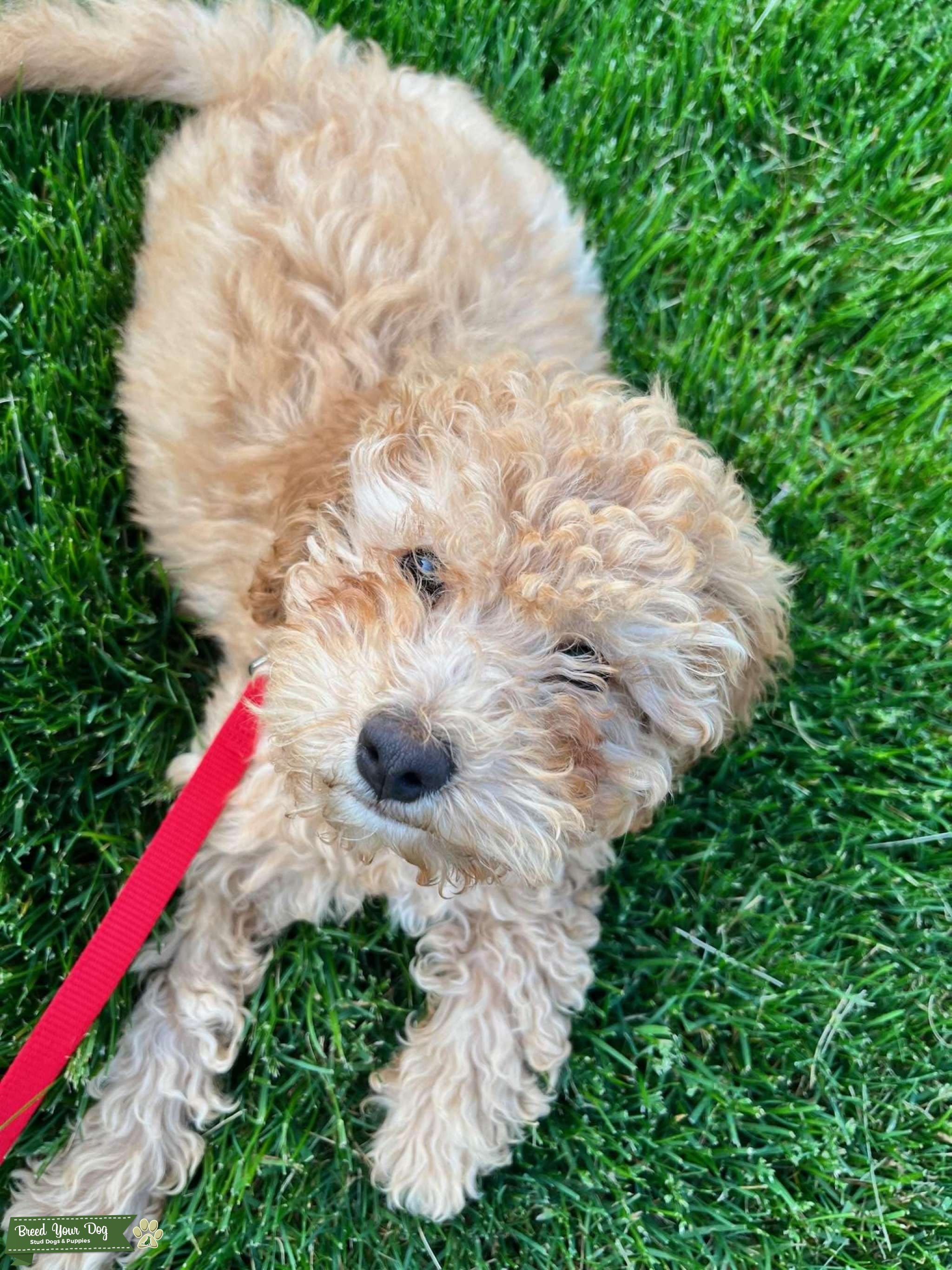 Cavapoo - Stud Dog in Indiana, the United States | Breed Your Dog