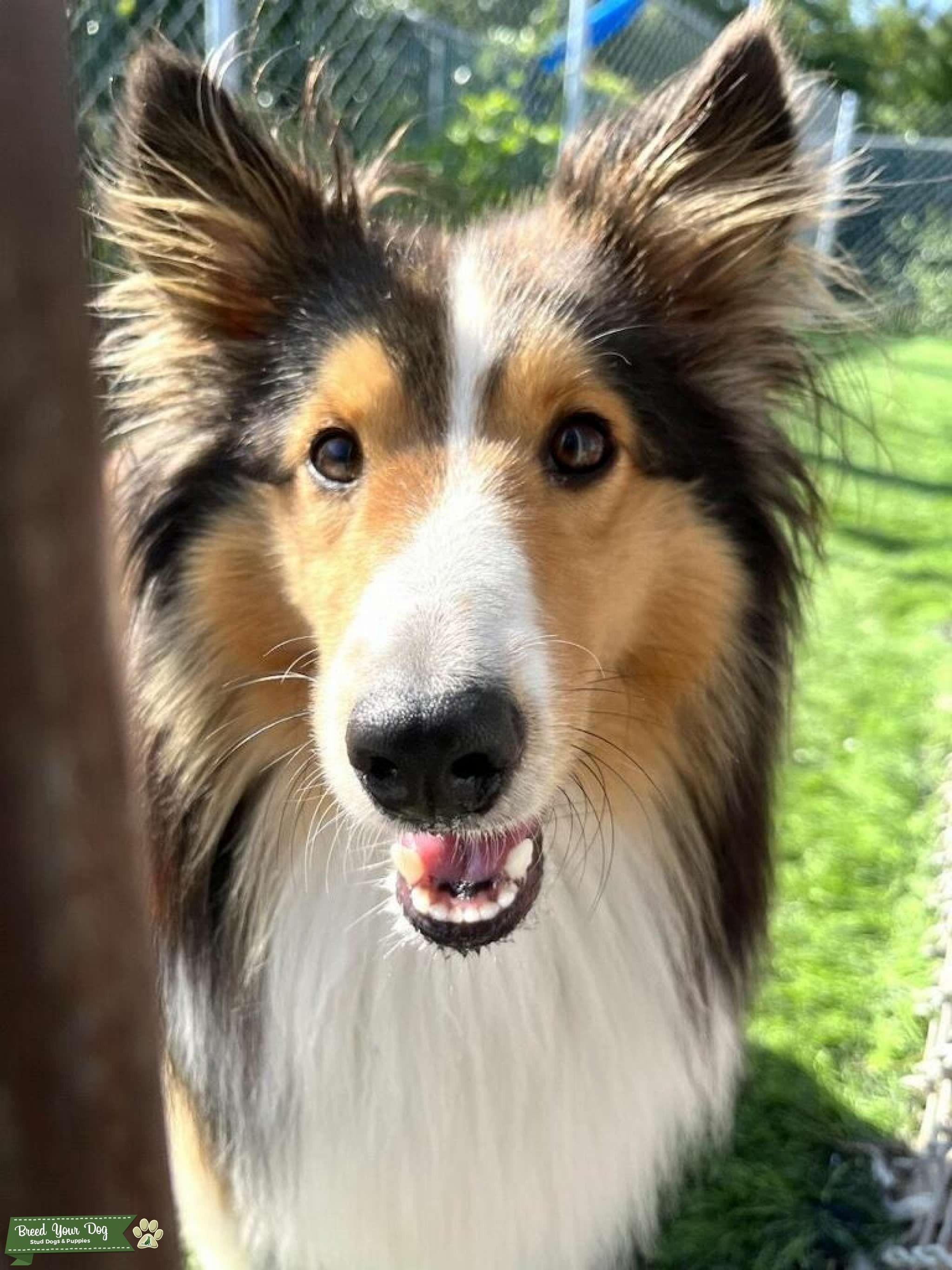 Young Stud - Stud Dog in Southeastern, the United States | Breed Your Dog