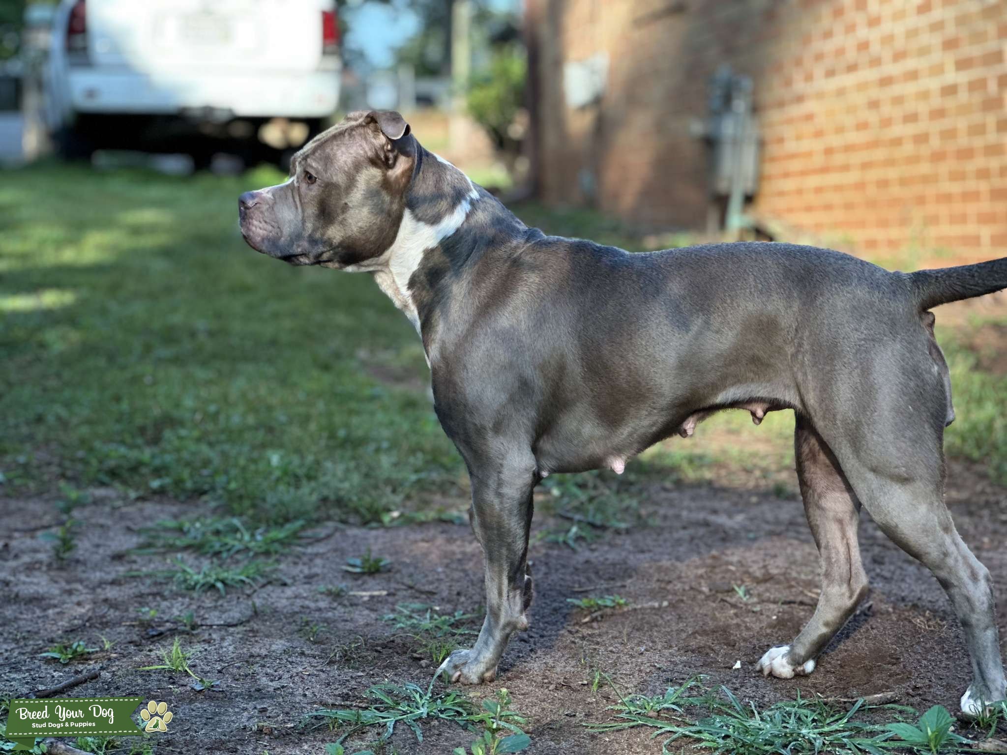Female American Bully - Stud Dog in South Carolina, the United States ...