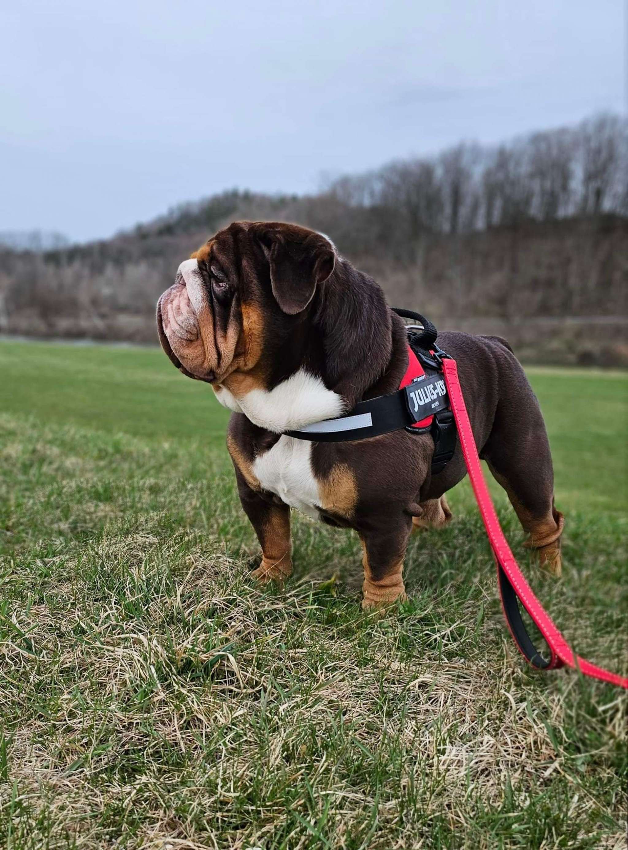 Big Boned Chocolate and Tan Bulldog - Stud Dog in Upstate NY, United ...