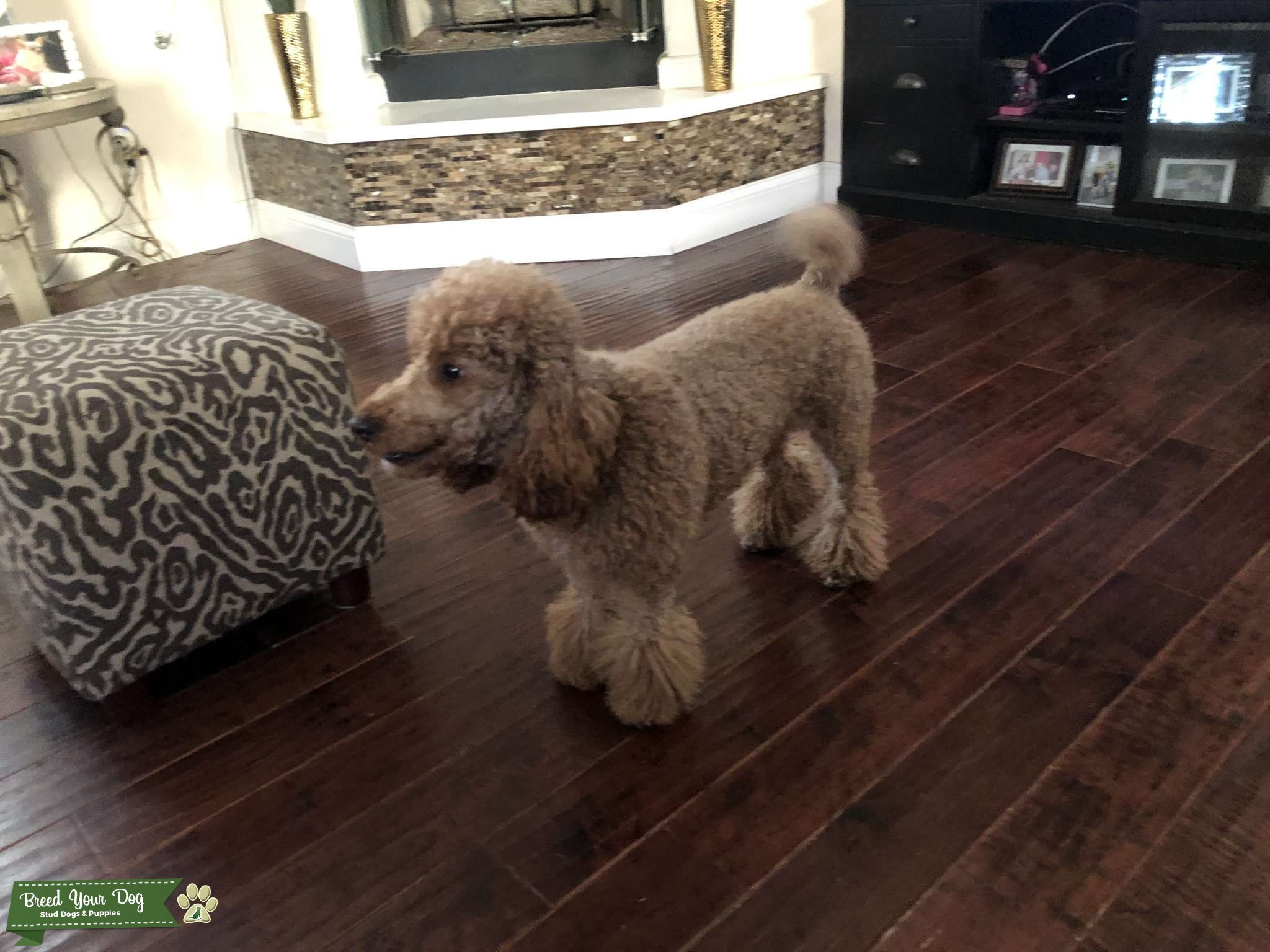 AKC MINI POODLE - Stud Dog in CA, the United States | Breed Your Dog