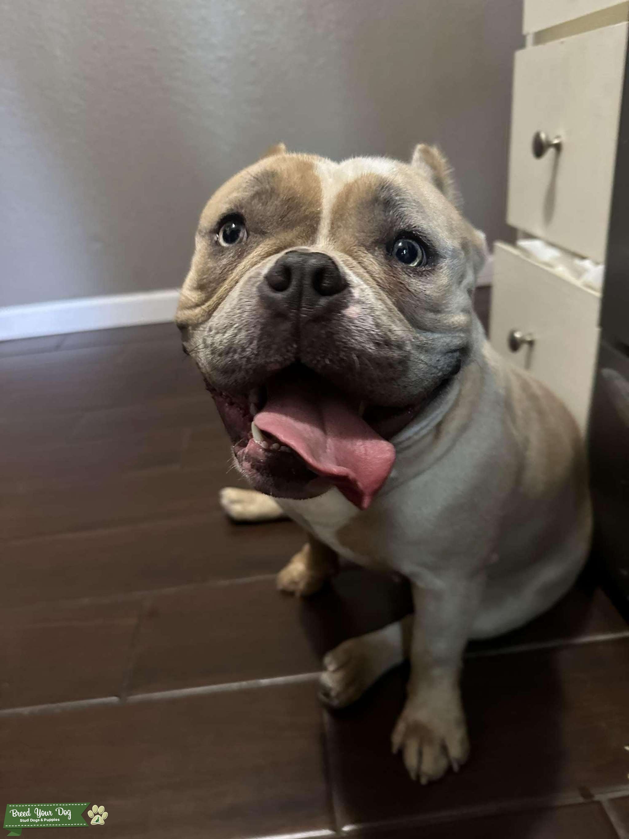 American pocket bully - Stud Dog in California , the United States ...