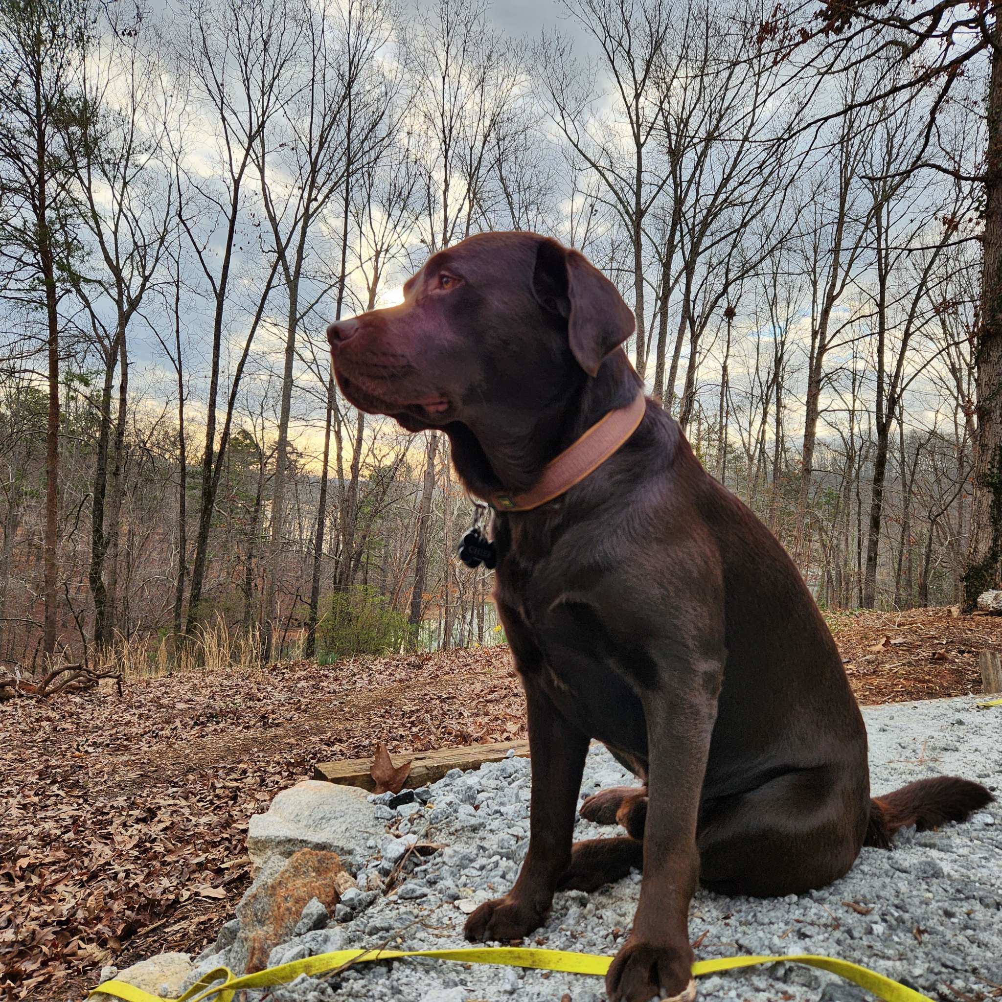 Purebred Chocolate English Labrador Retriever - Stud Dog in South-East ...