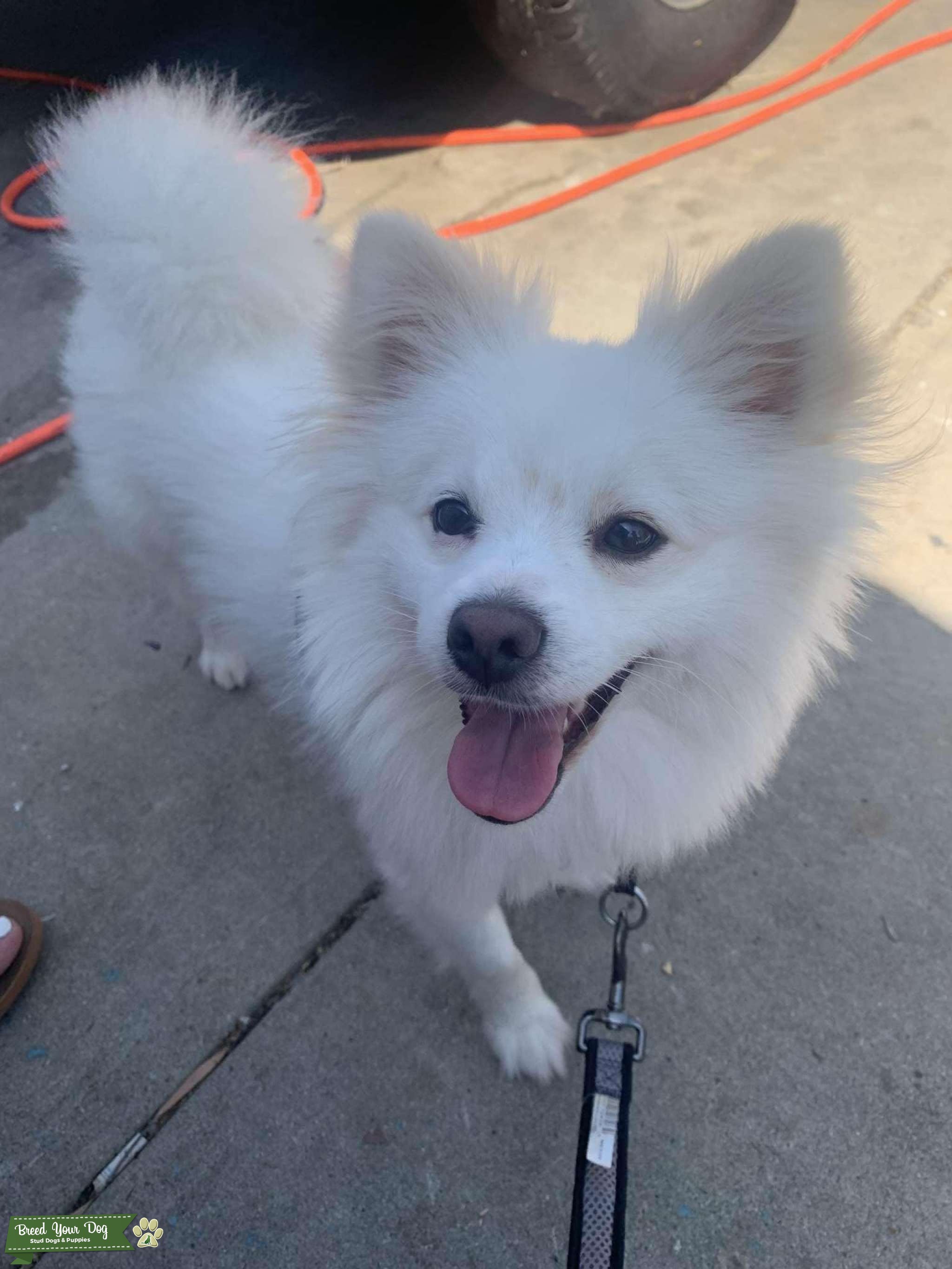 Fluffy white American Eskimo - Stud Dog in Ventura , the United States ...