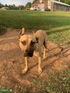Full APBT *** HEAVY JEEP BLOOD - Stud Dog in South Carolina , United ...
