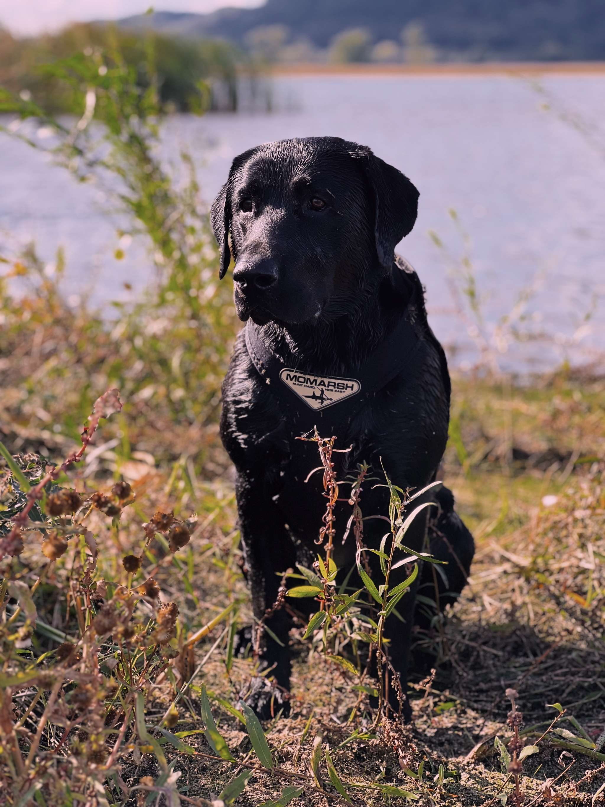 AKC registered Black Lab - Stud Dog in Wisconsin , the United States ...