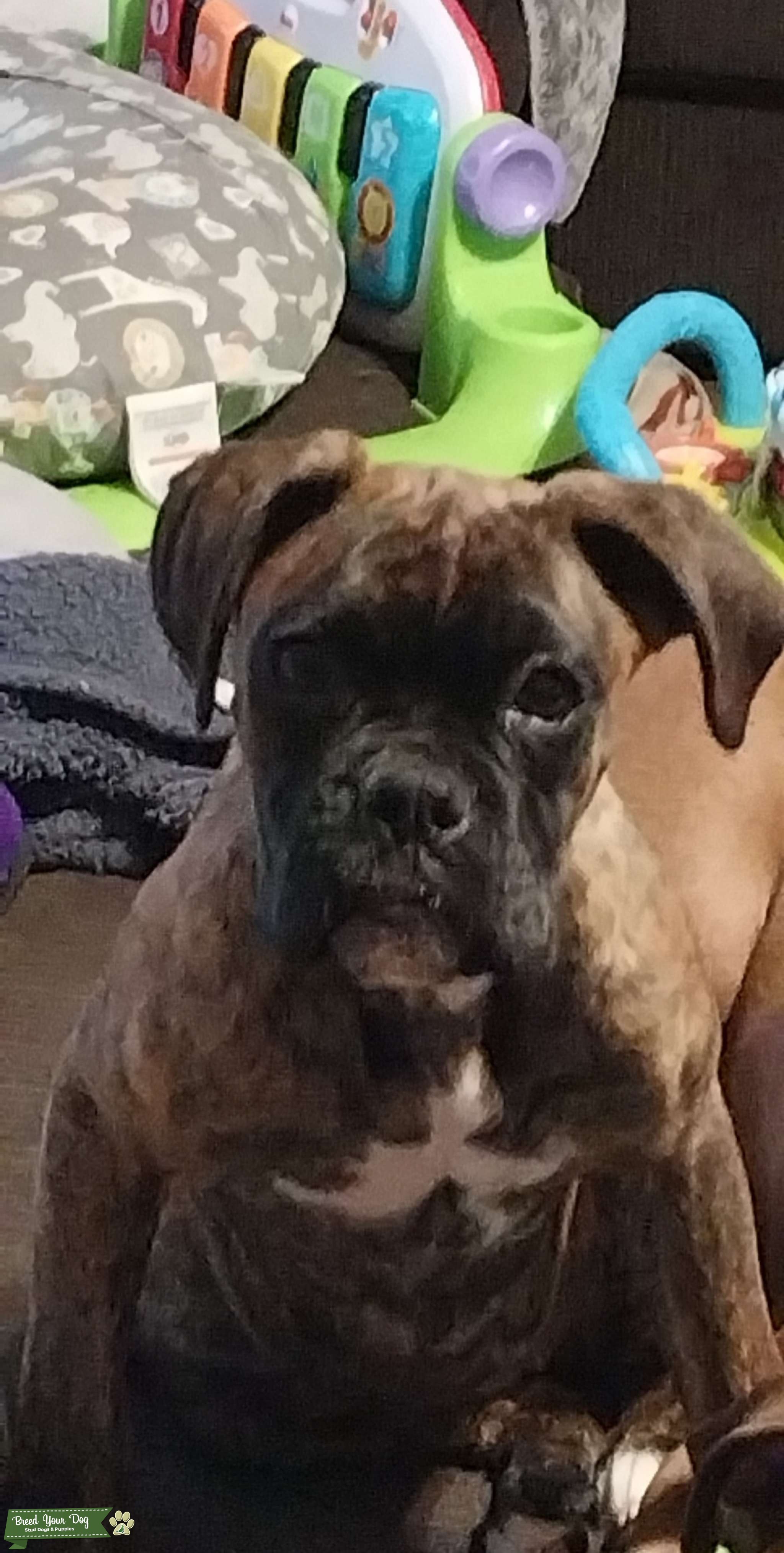 Brindle boxer - Stud Dog in PA, the United States | Breed Your Dog