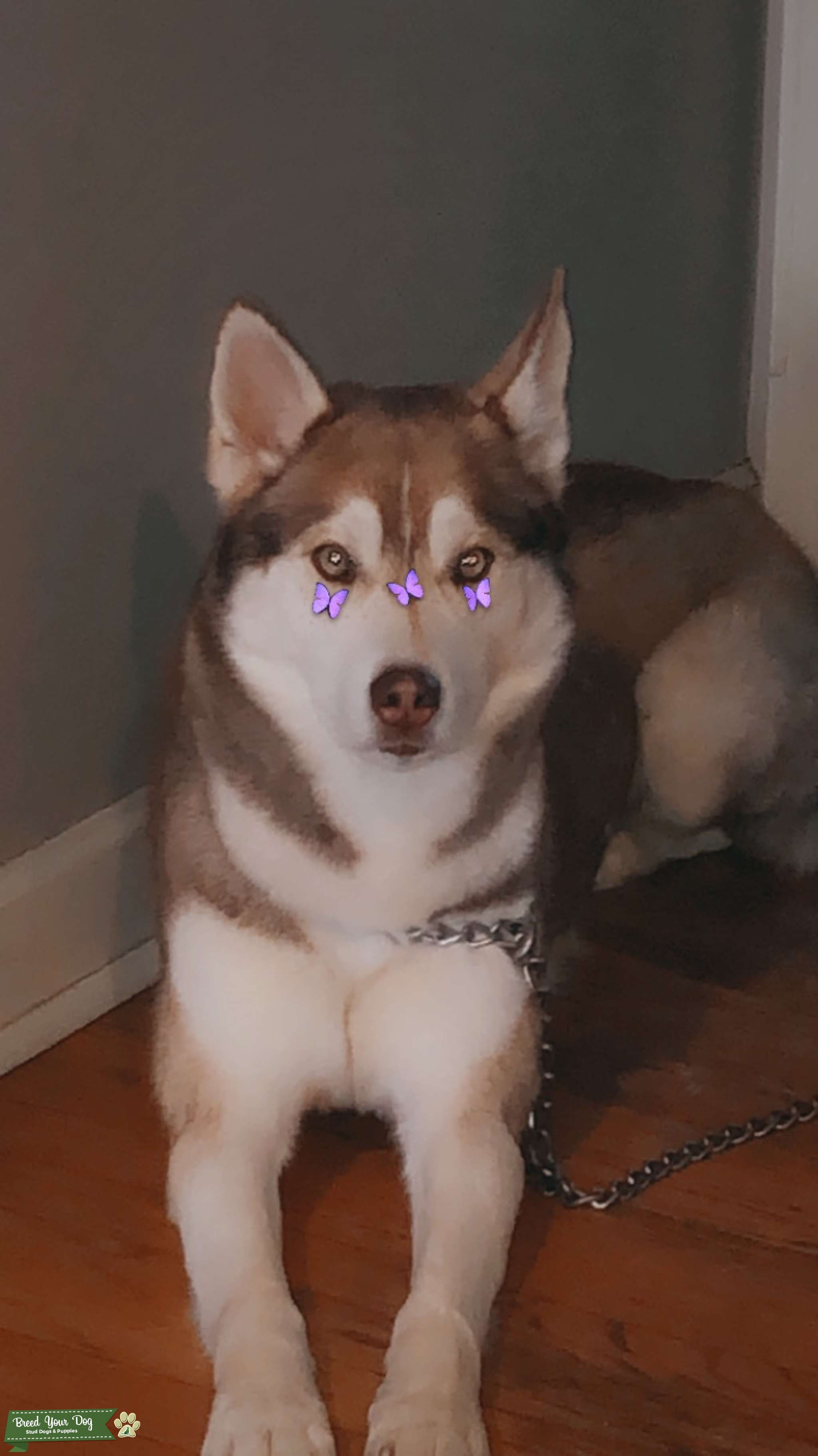 Male Pure breed Siberian Husky - Stud Dog in IL, the United States ...