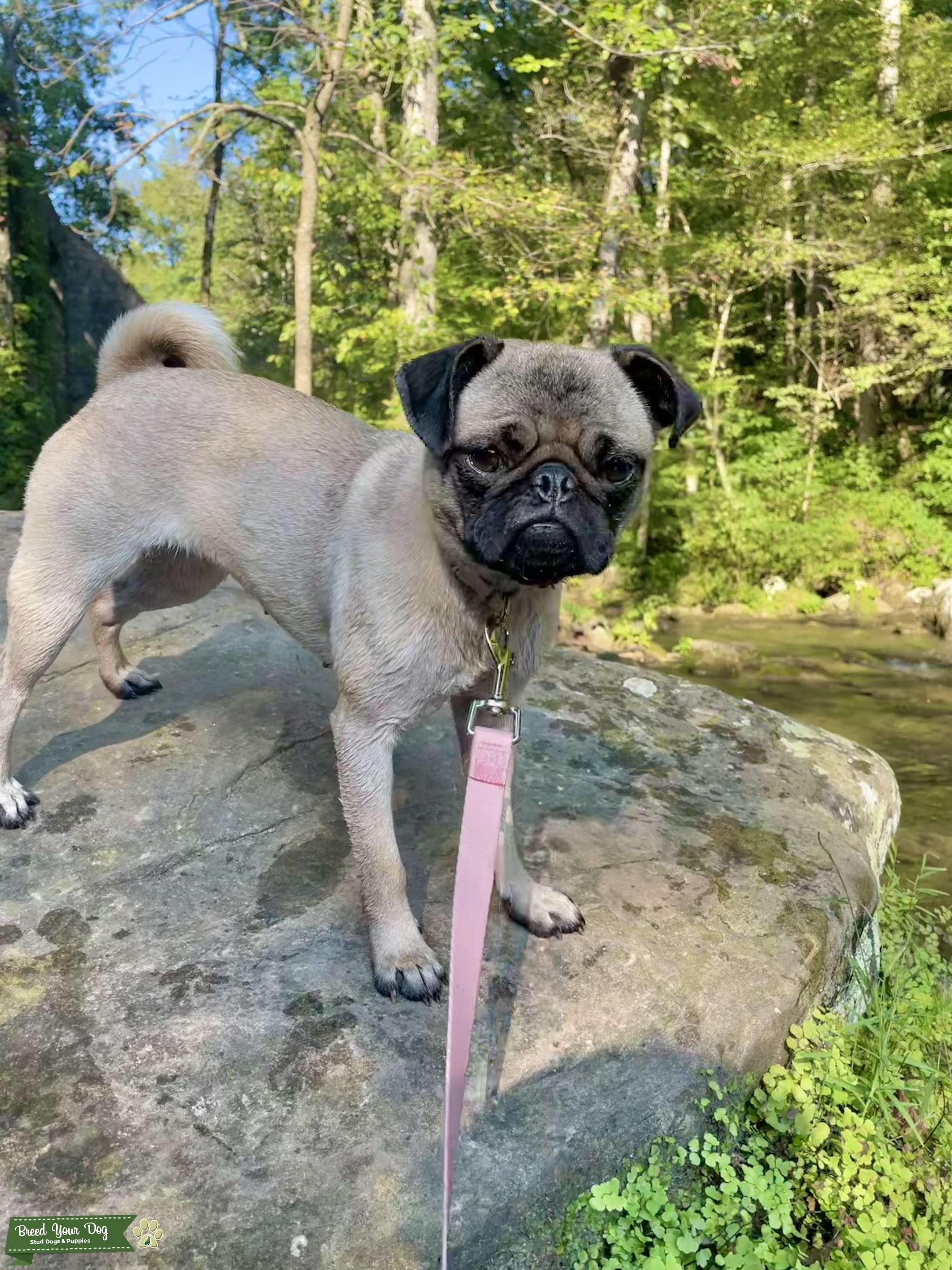 ISO: stud - Stud Dog in Arkansa , Mexico | Breed Your Dog