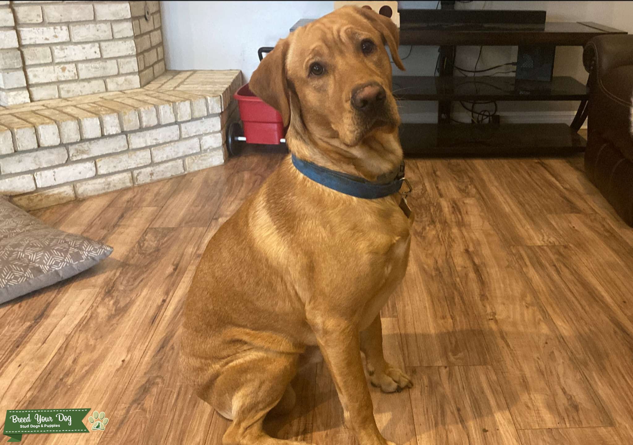 Pointing Labrador - Stud Dog in San Antonio, Texas, the United States ...