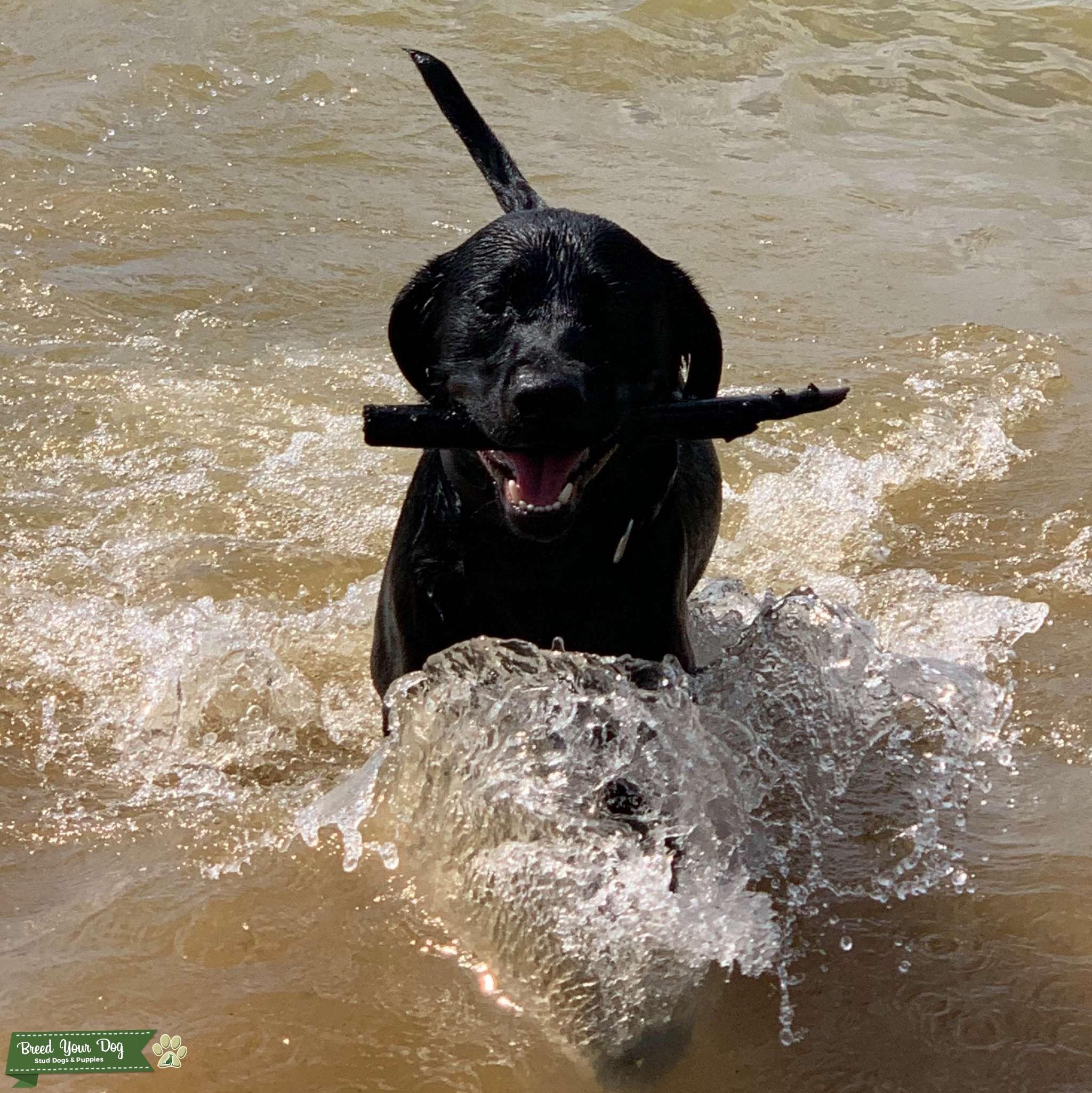 Male Black Labrador Available for Stud - Stud Dog in Texas, the United ...