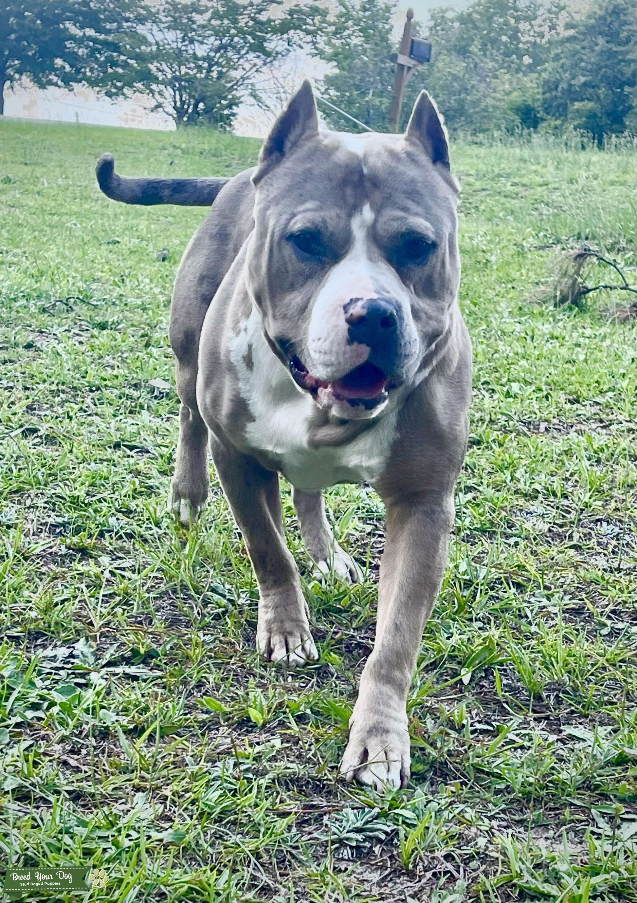 Blue Merle American Bully - Stud Dog in North Dakota , Trinidad and ...