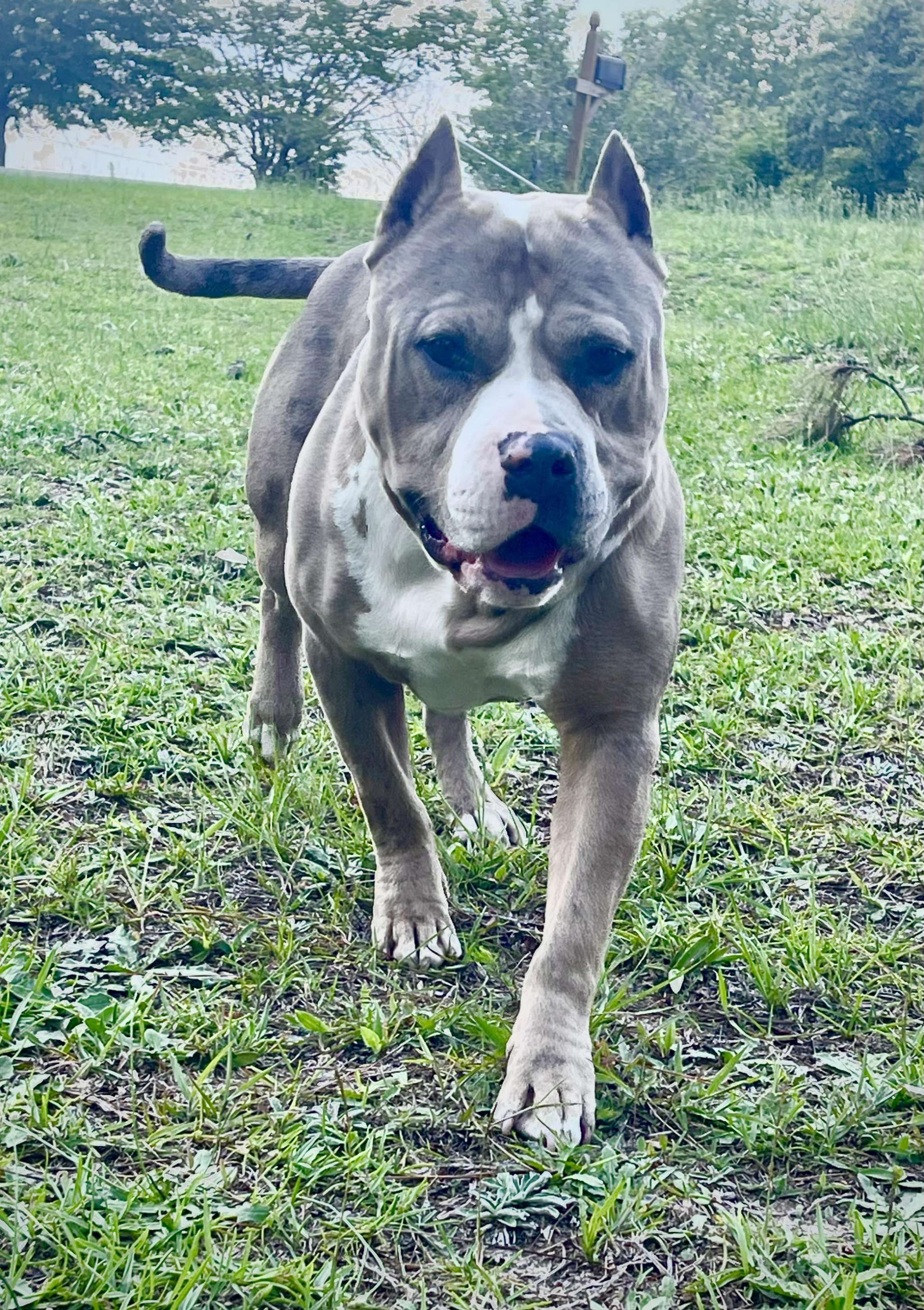 Blue Merle American Bully - Stud Dog in North Dakota , United States ...
