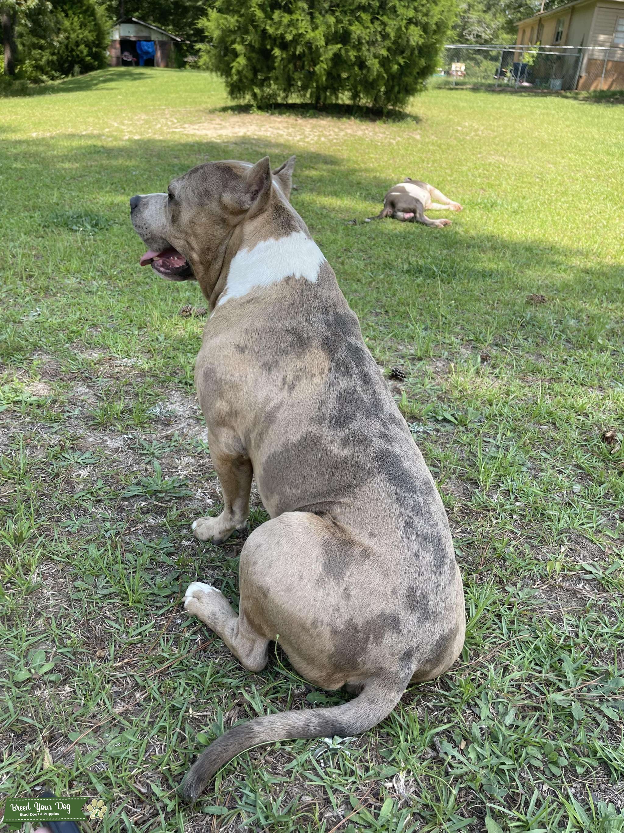 Blue Merle American Bully - Stud Dog in North Dakota , Trinidad and ...