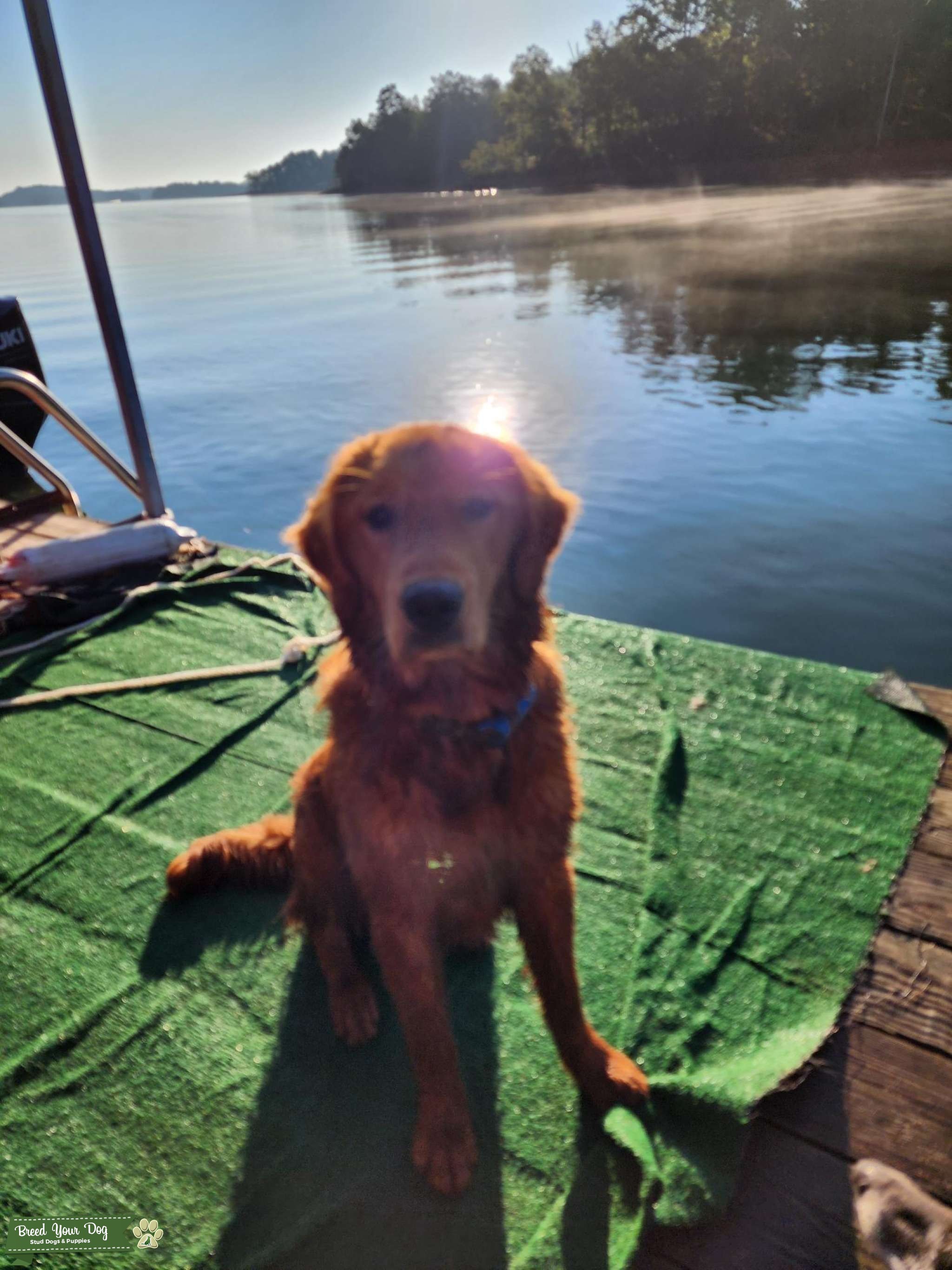 Rusty - Stud Dog in Hartwell, the United States | Breed Your Dog