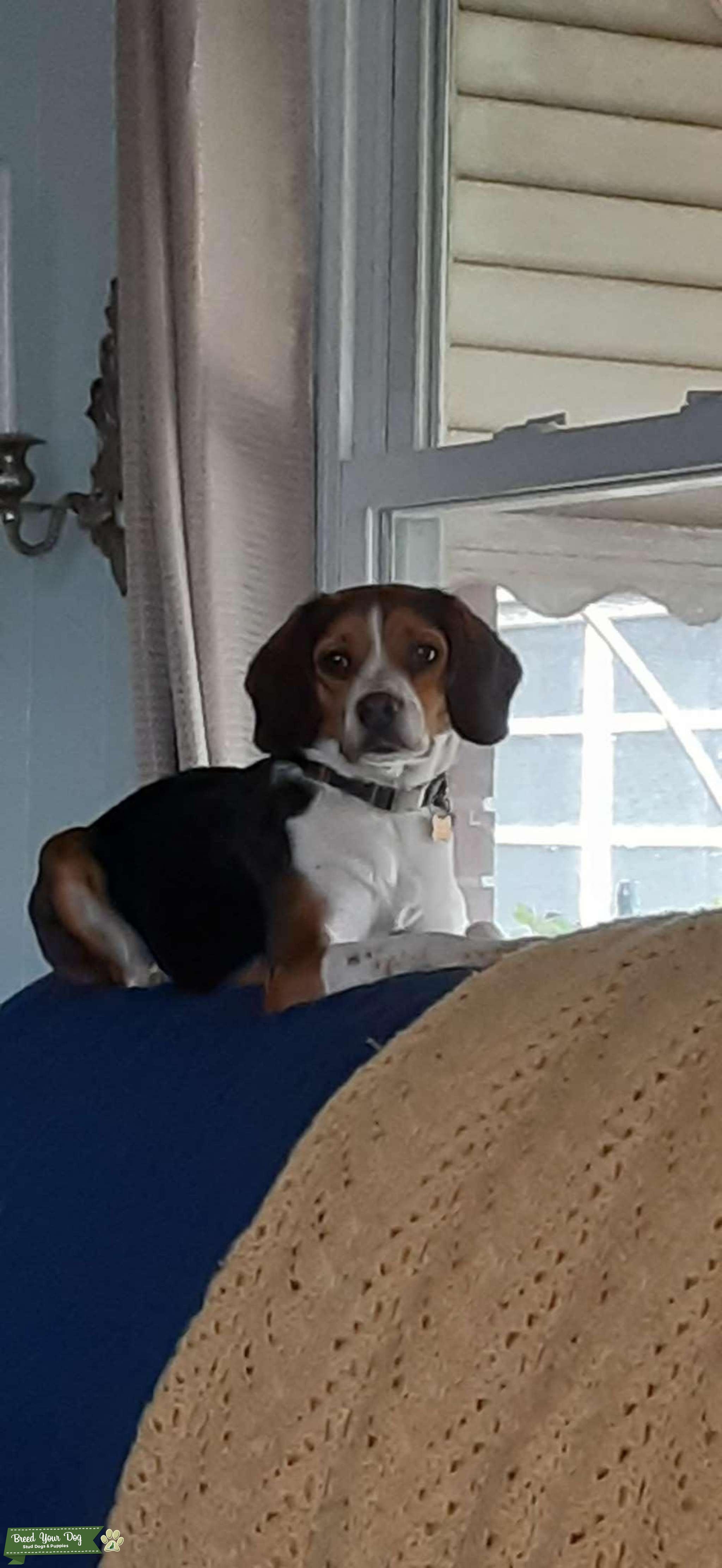 12" Tricolor Beagle - Stud Dog in Central Jersey, Guernsey | Breed Your Dog