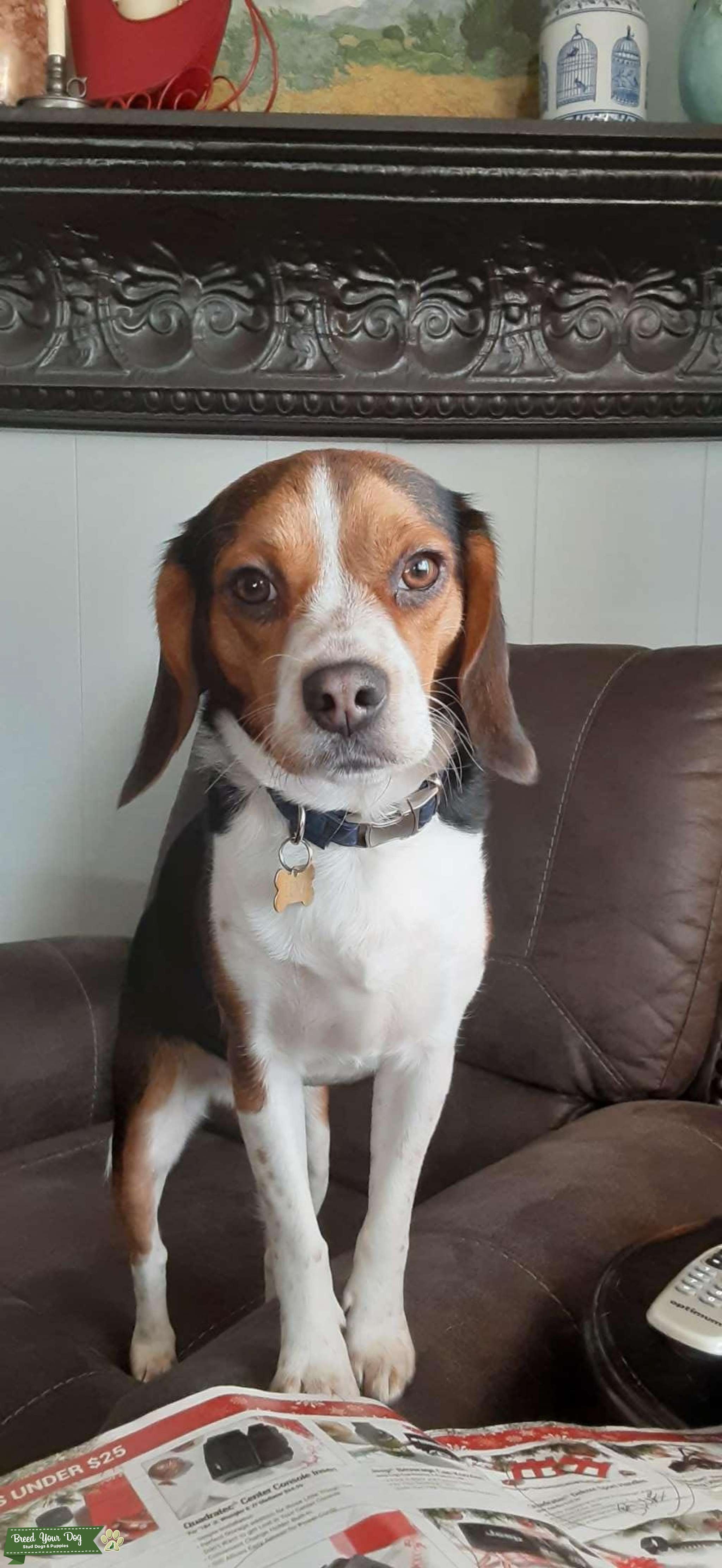 12" Tricolor Beagle - Stud Dog in Central Jersey, Guernsey | Breed Your Dog