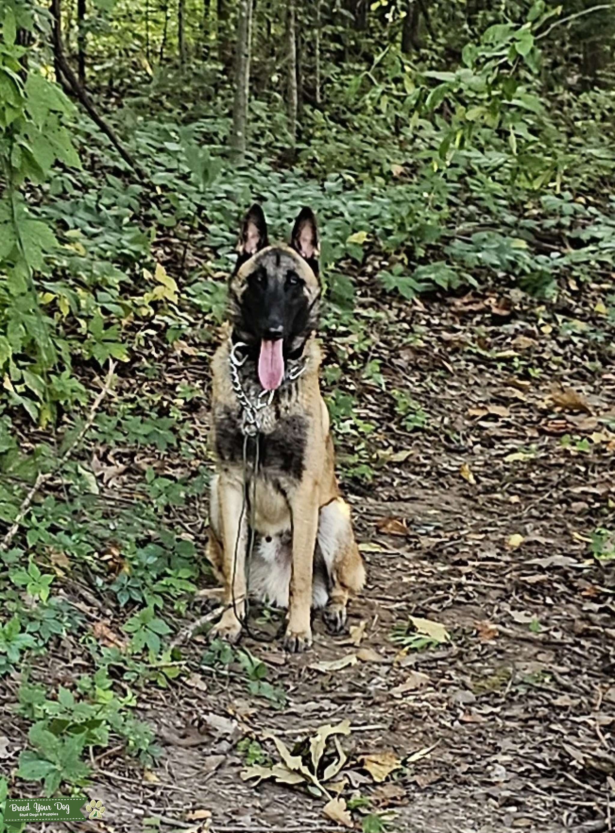 Belgian Malinois - Stud Dog in WMA, Trinidad and Tobago | Breed Your Dog