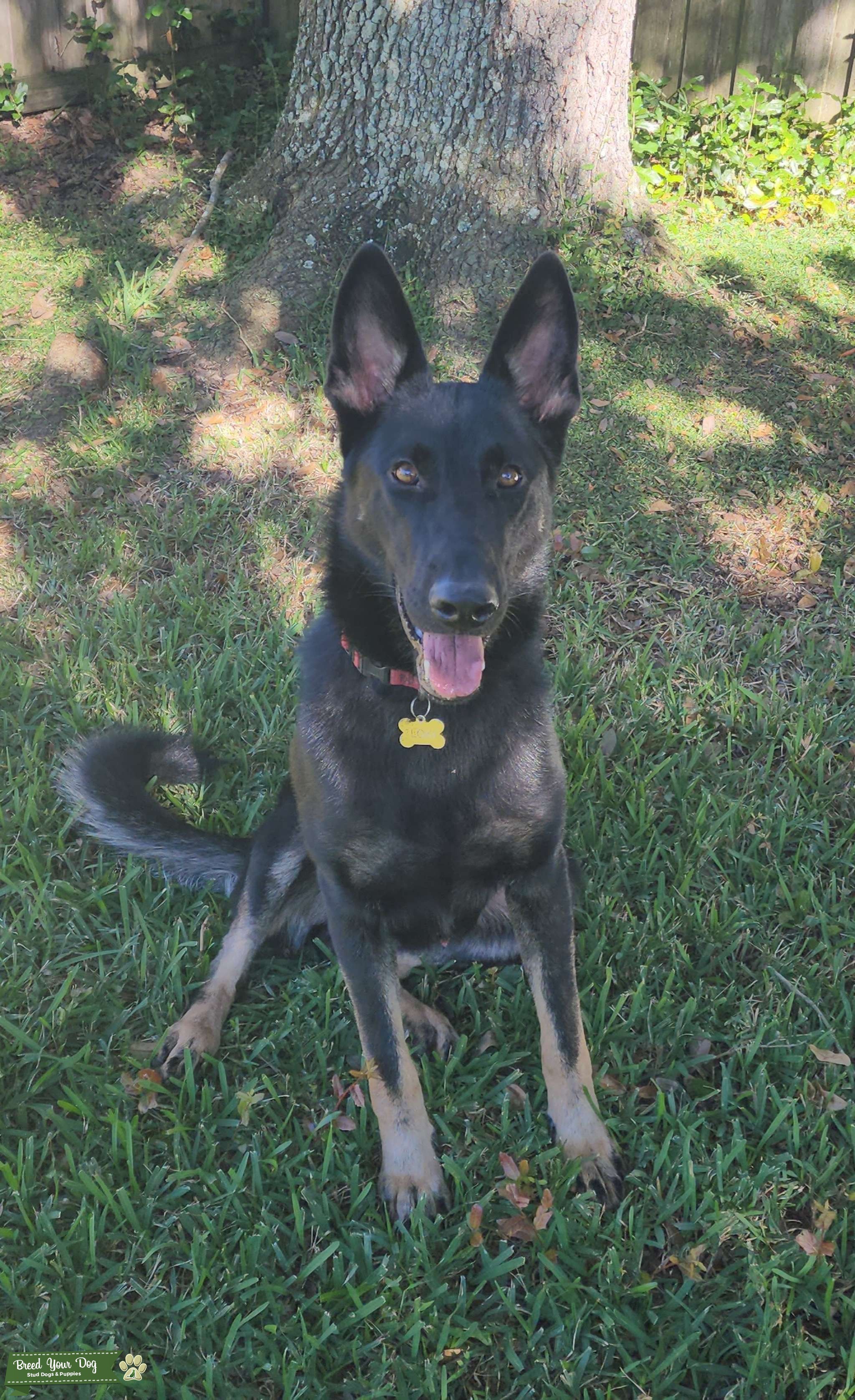 AKC Bi-Color GSD Male - Stud Dog in Central Florida, the United States ...