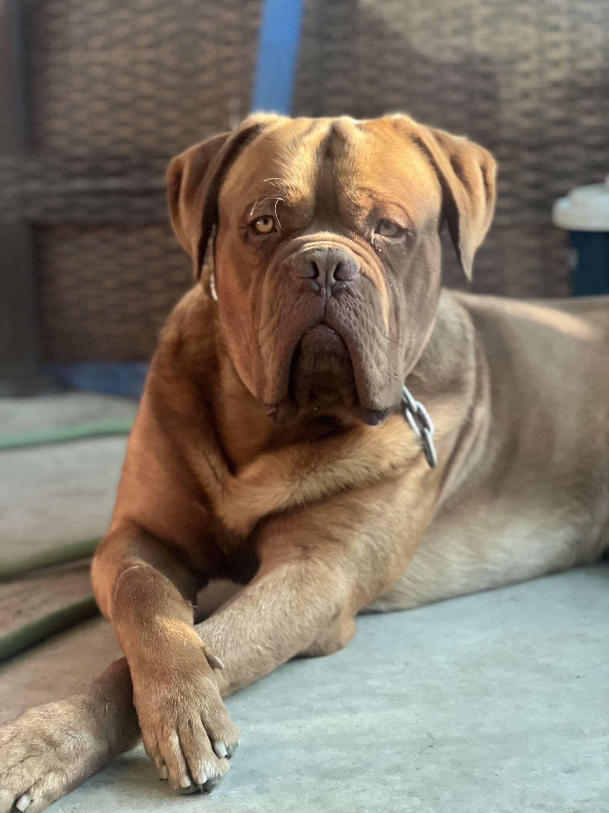 French Mastiff - Stud Dog in Riverside, the United States | Breed Your Dog