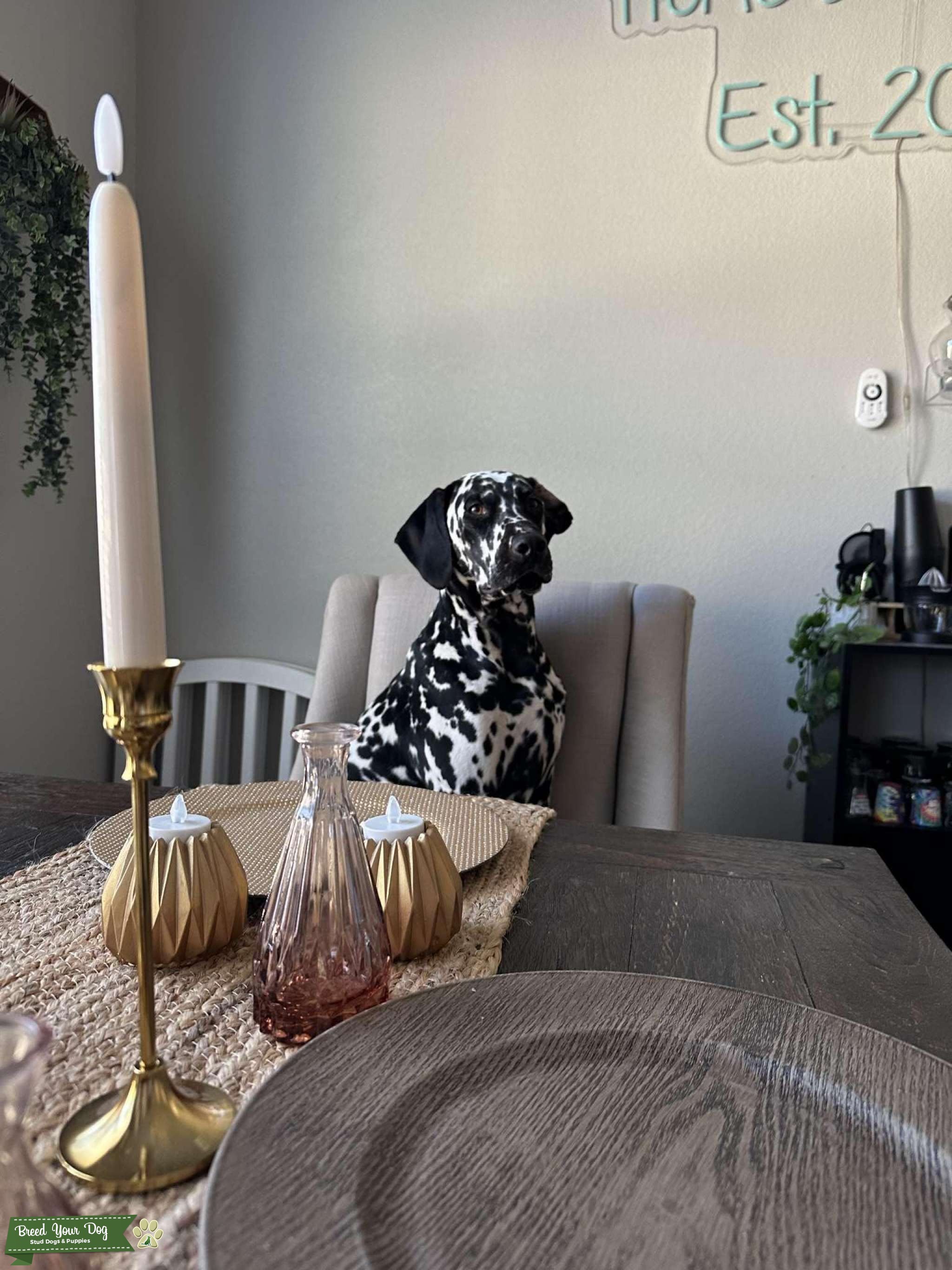 Purebred Dalmatian - Stud Dog in Texas, the United States | Breed Your Dog