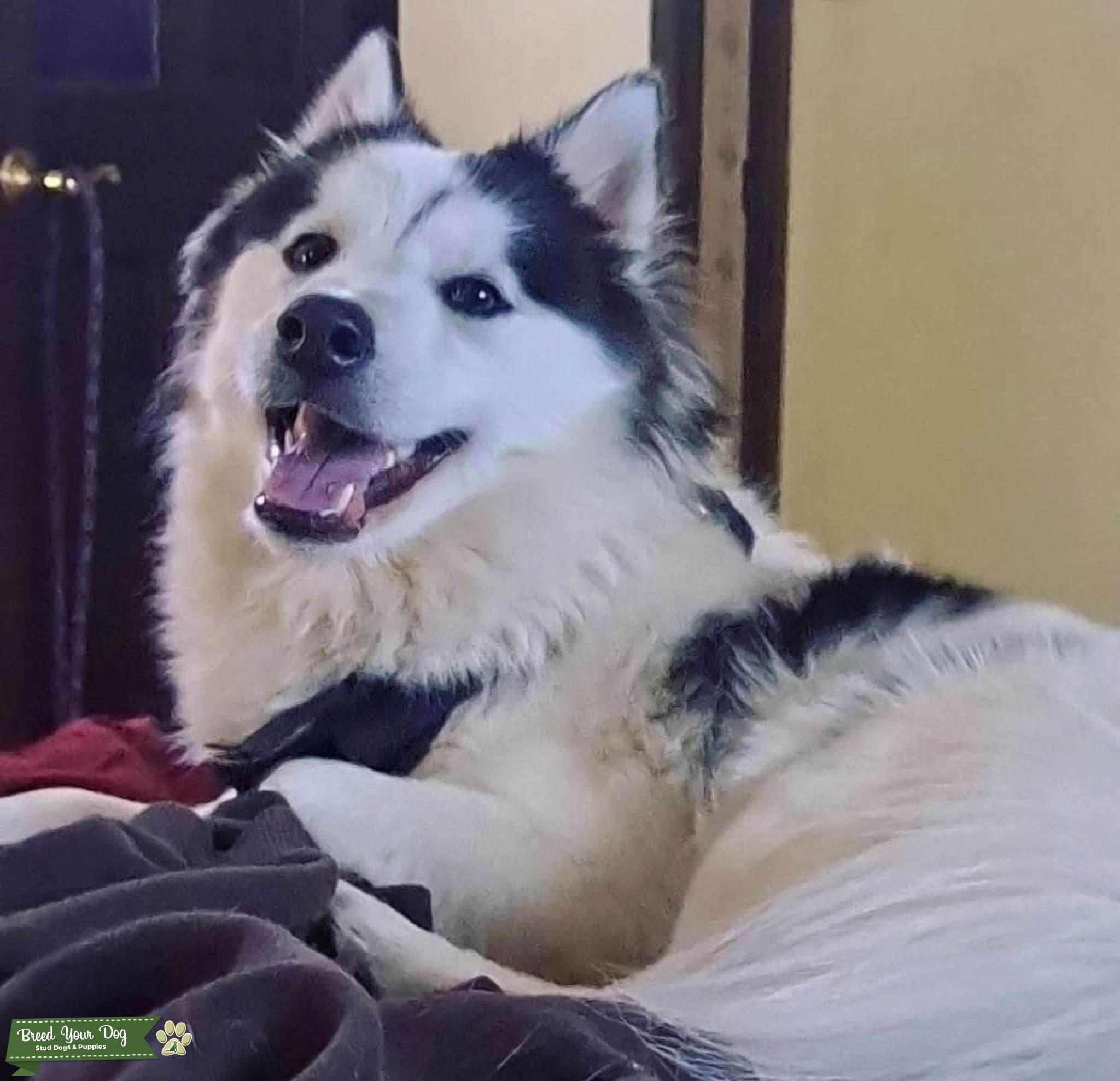 Pomsky stud - Stud Dog in Ohio, the United States | Breed Your Dog