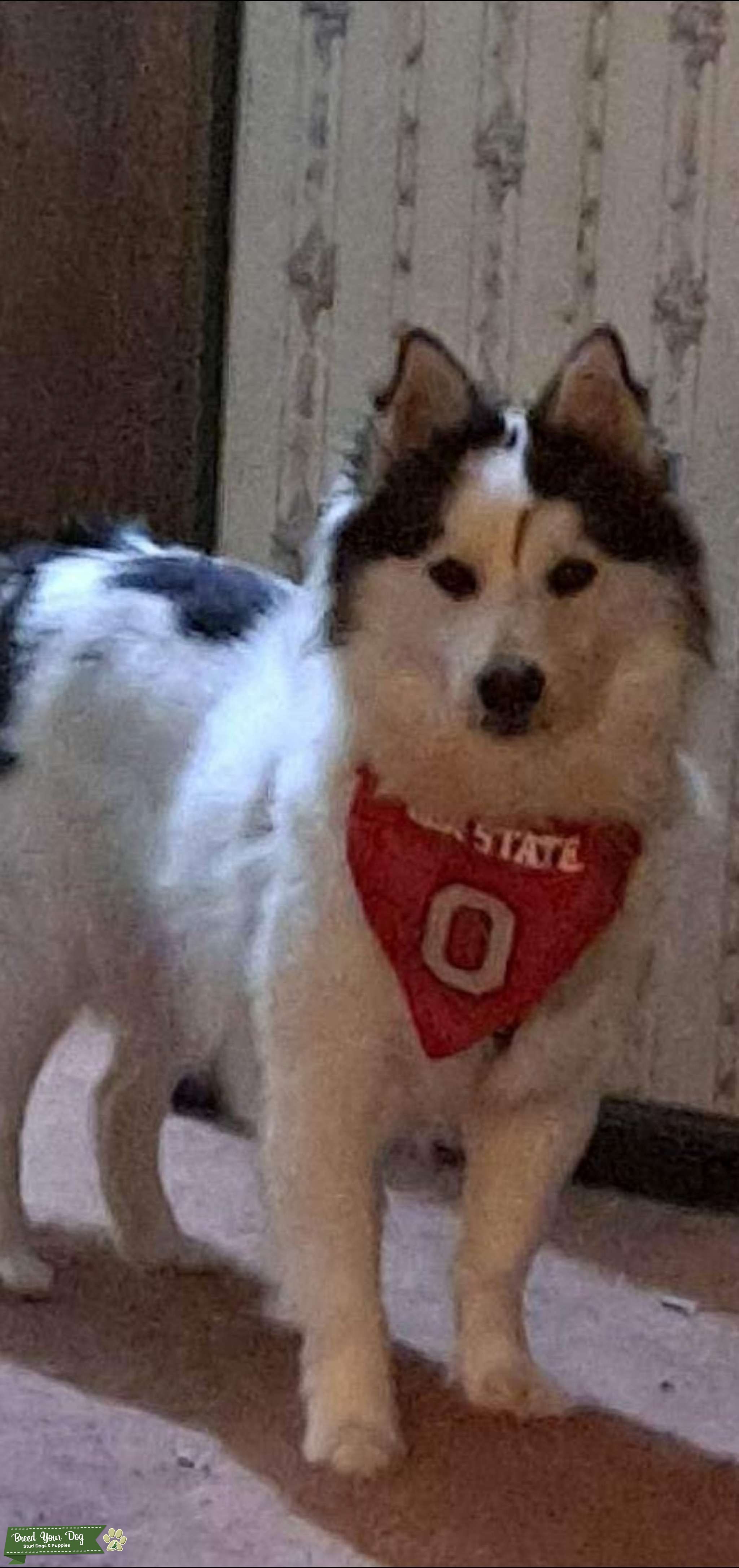 Pomsky stud - Stud Dog in Ohio, the United States | Breed Your Dog