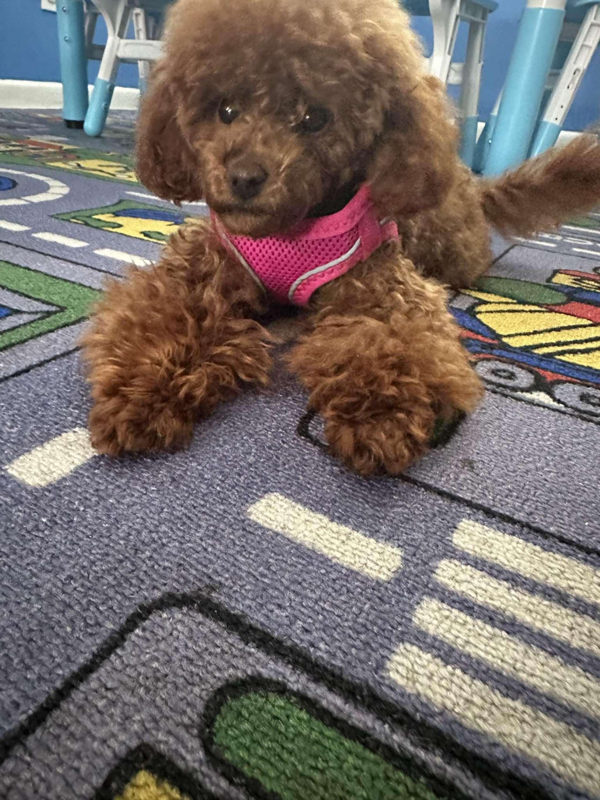 Remi Red the Toy Poodle - Stud Dog in FL, United States | Breed Your Dog
