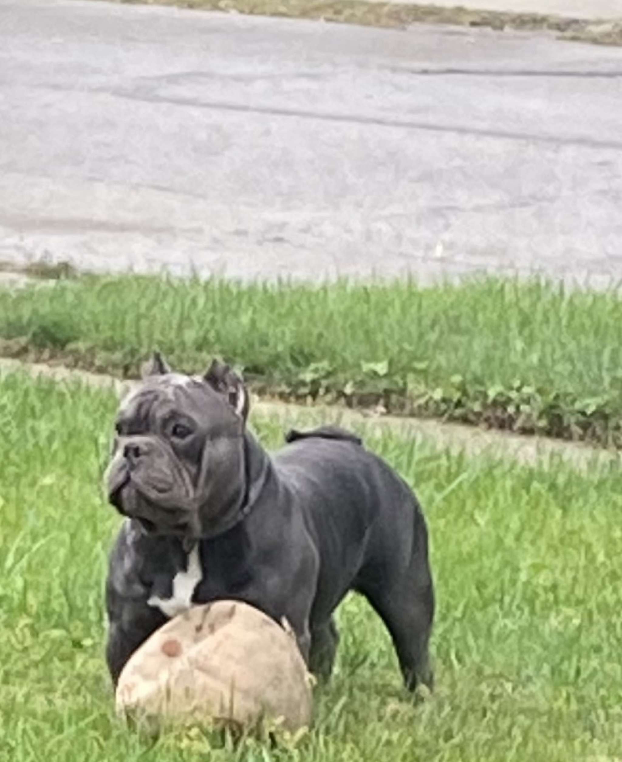 American Micro Bully/Pedigree - Stud Dog in Ohio, United States | Breed ...