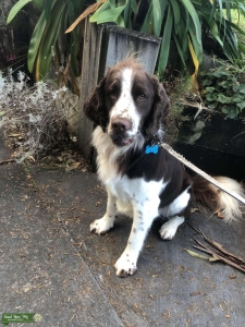 Stud Dogs Australia | Breed Your Dog