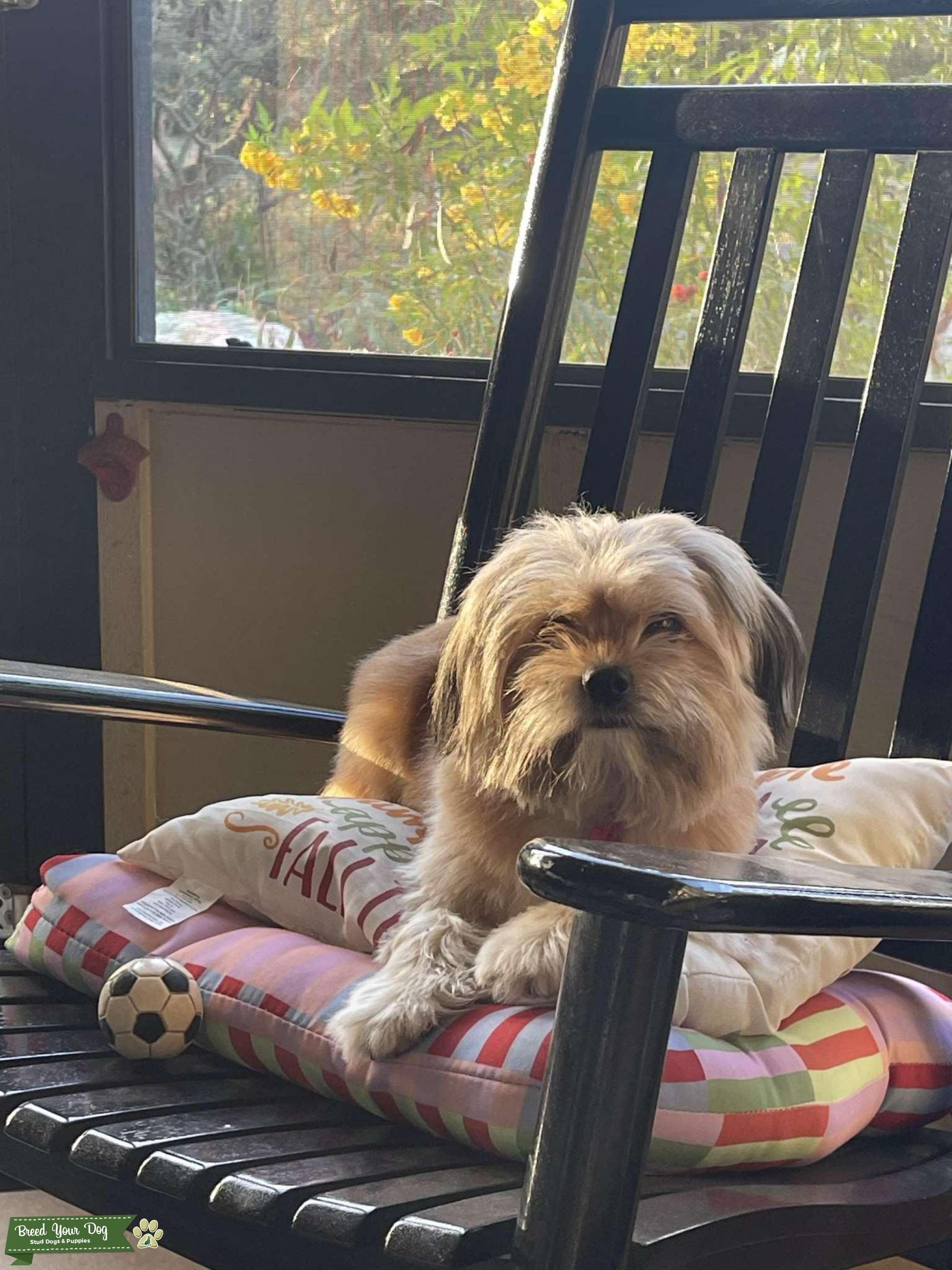 Teacup Australian Shepherd & Shih-Tzus Mix - Stud Dog in South Texas ...