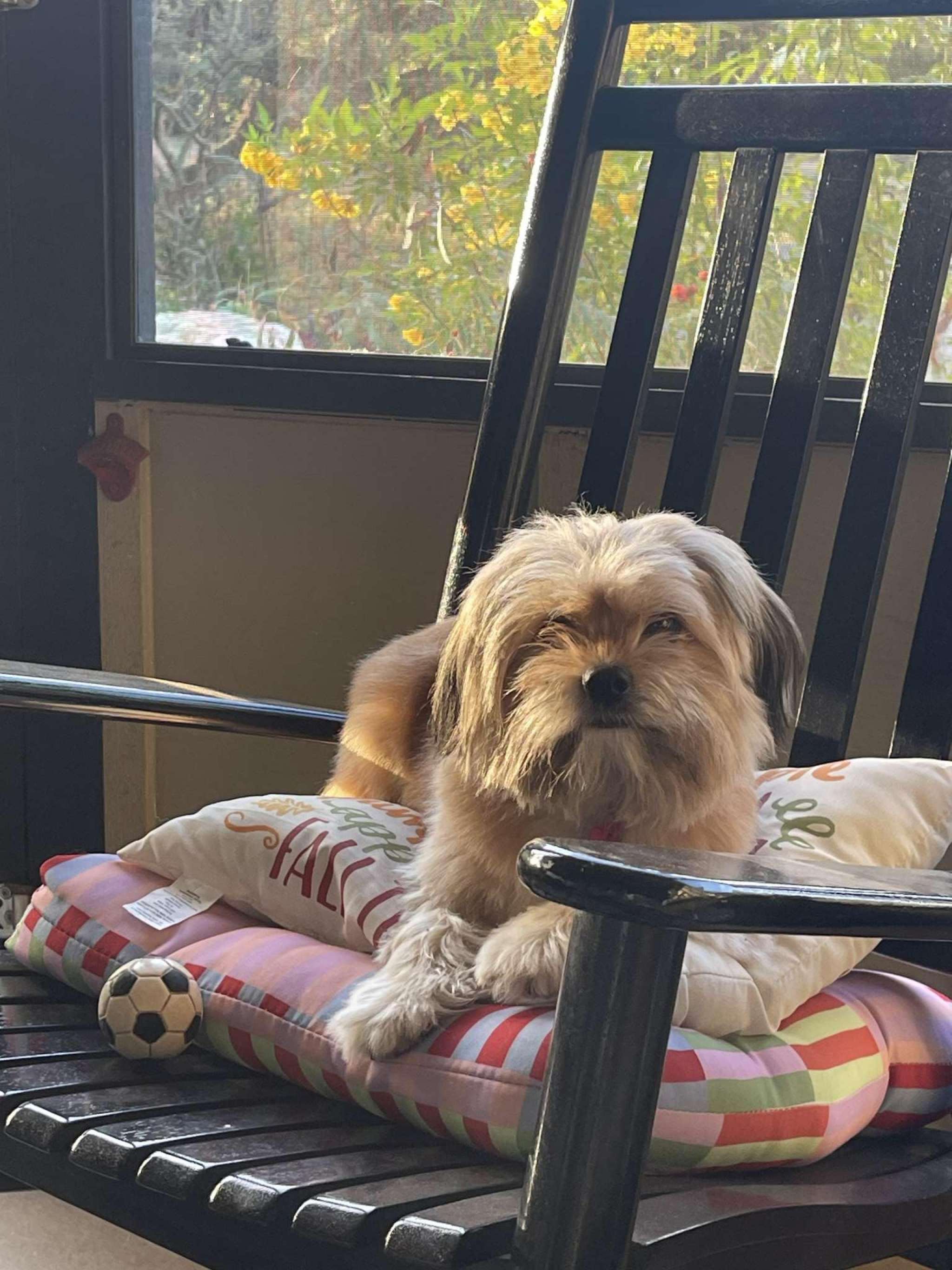 Teacup Australian Shepherd & Shih-Tzus Mix - Stud Dog in South Texas ...