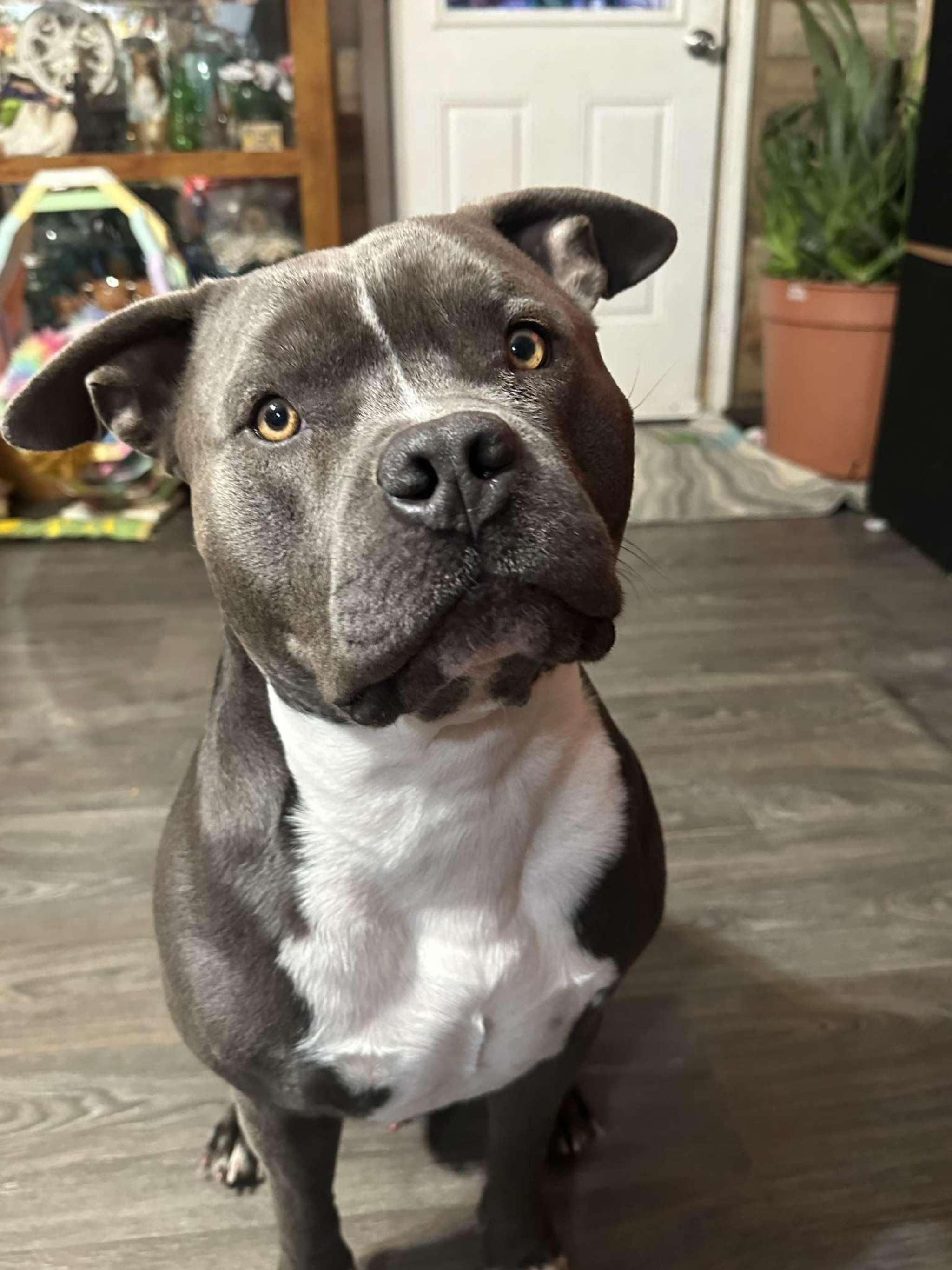 American Bully Male - Stud Dog in Kentucky , United States | Breed Your Dog