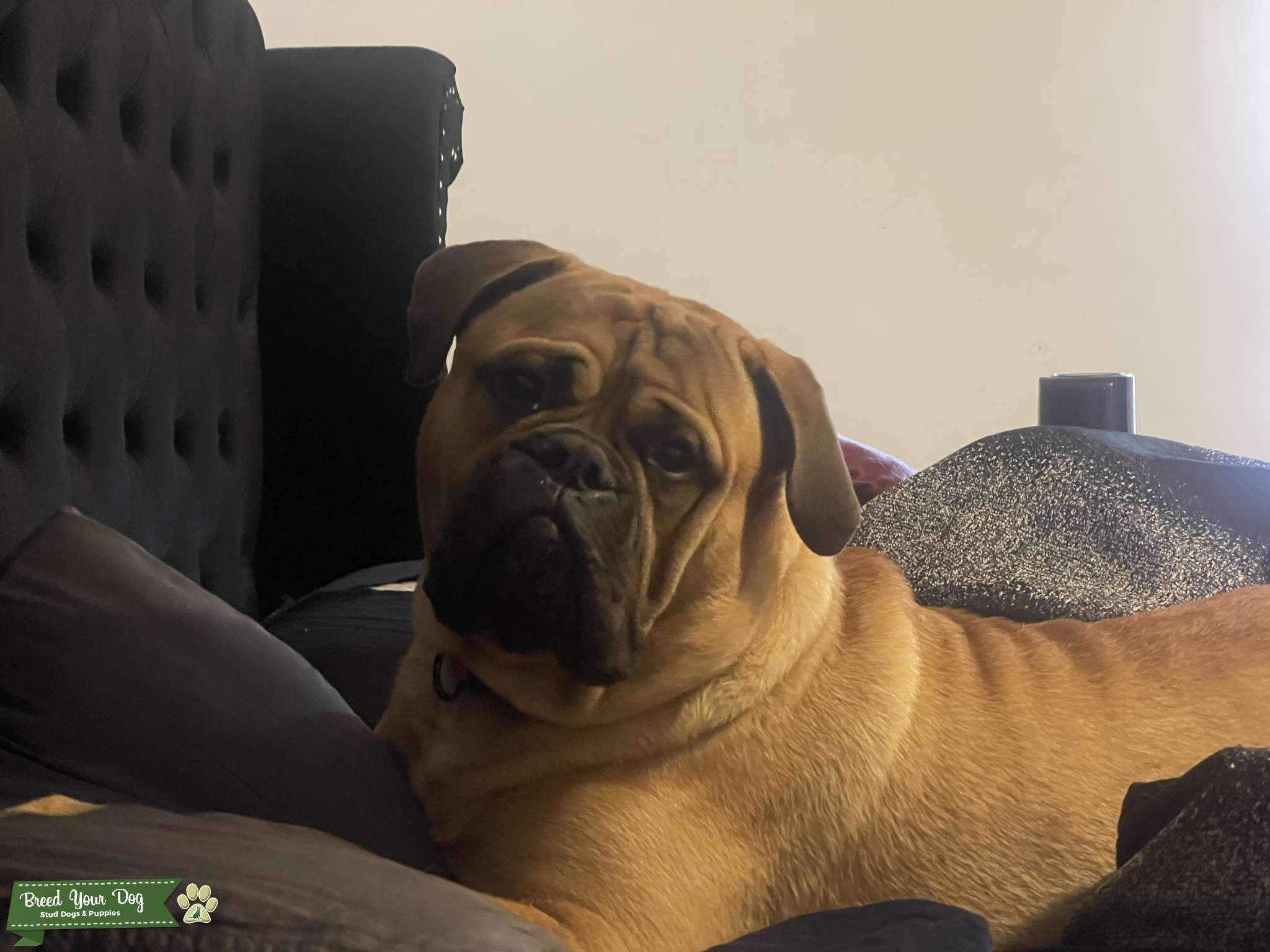 Champion Bloodline AKC - Stud Dog in OH, the United States | Breed Your Dog