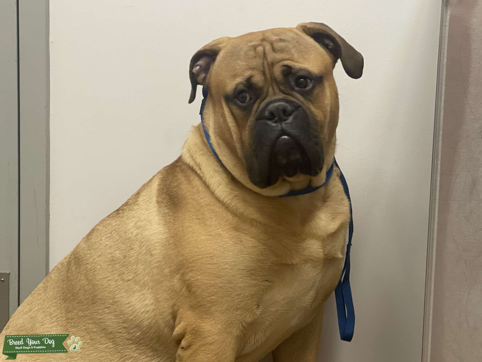 Champion Bloodline AKC - Stud Dog in OH, the United States | Breed Your Dog