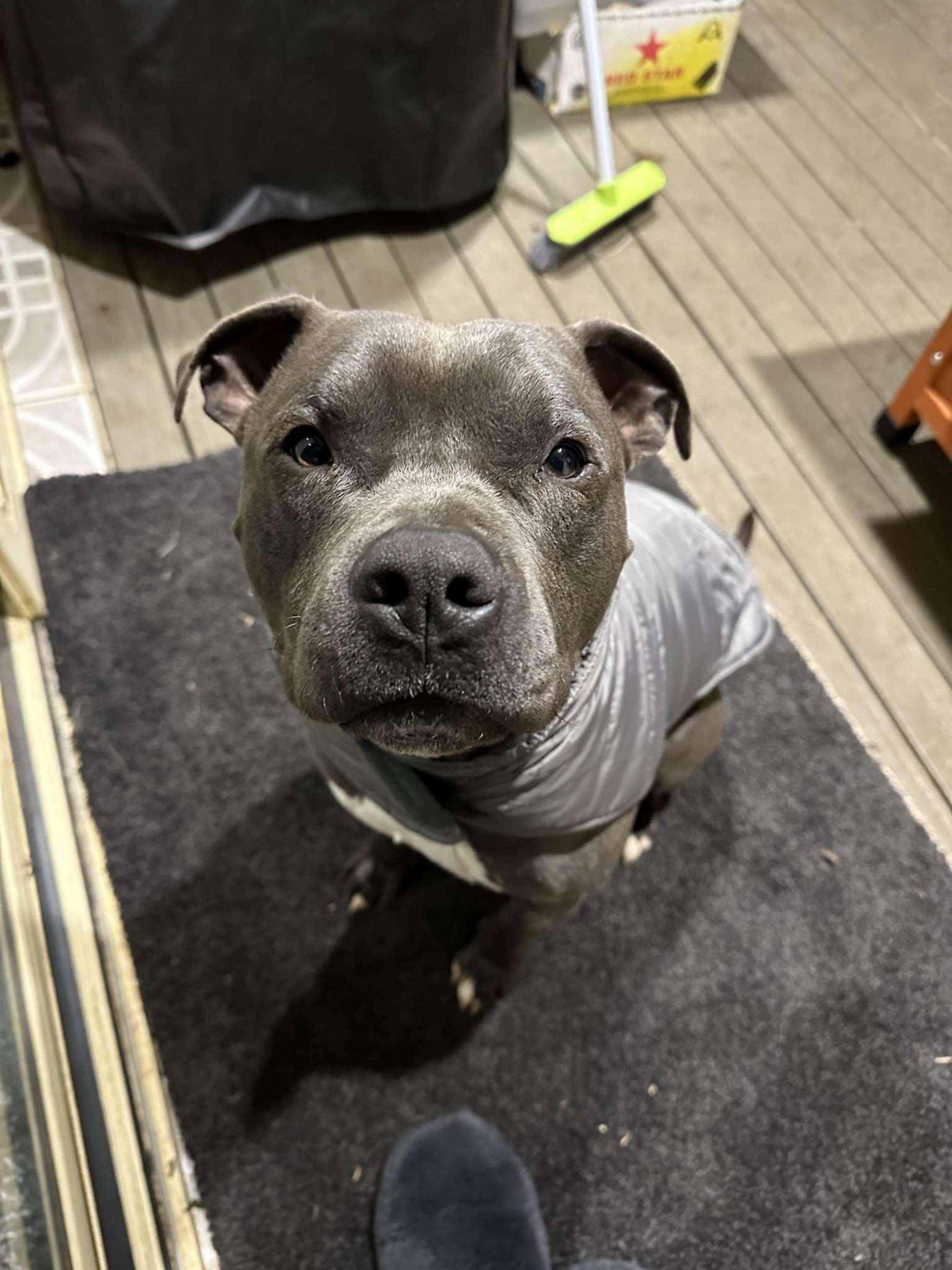 Blue English Staffy - Stud Dog in Sydney, Australia | Breed Your Dog