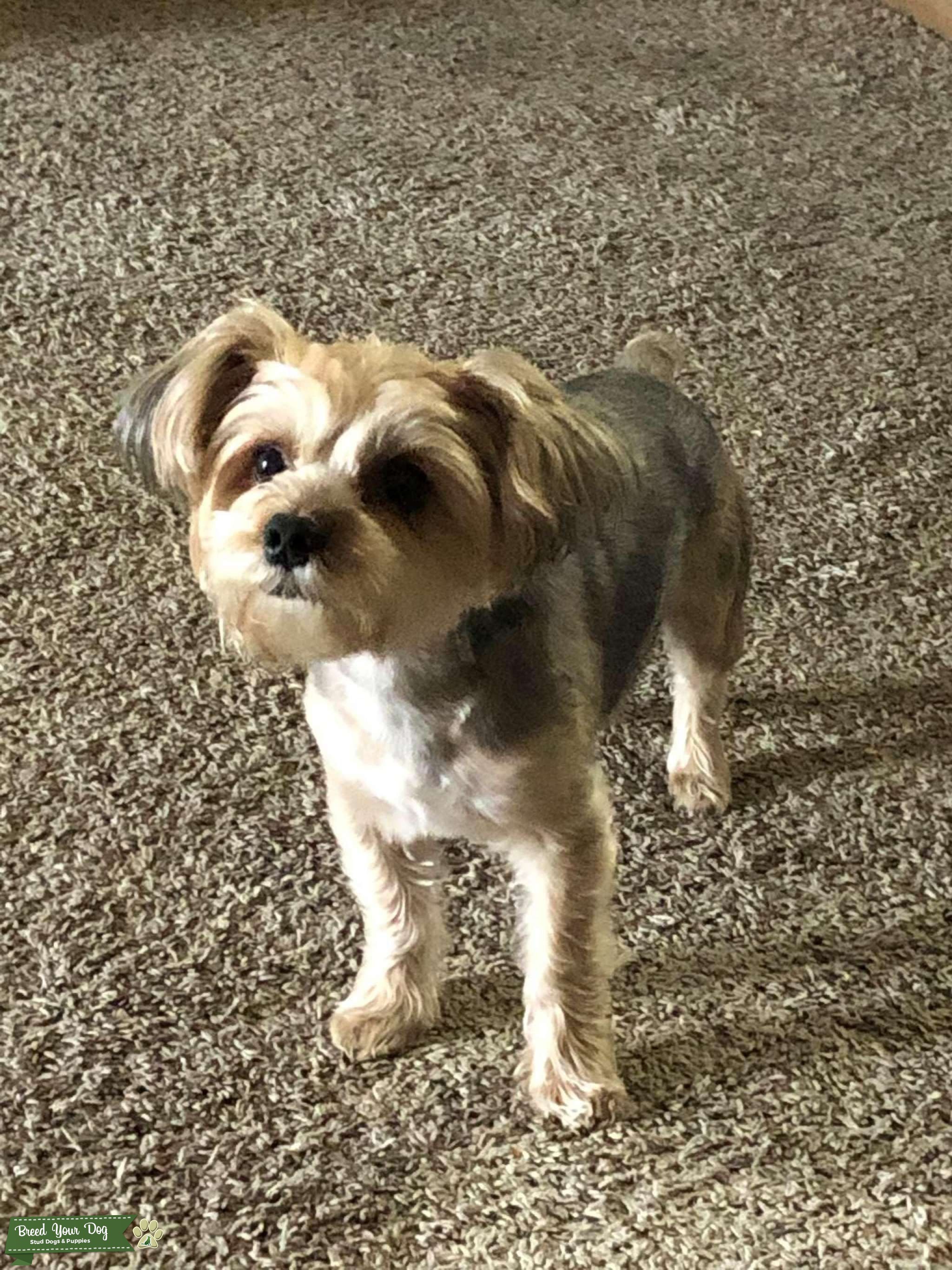 Yorkie stud! Tiny guy - Stud Dog in Tennessee, the United States ...