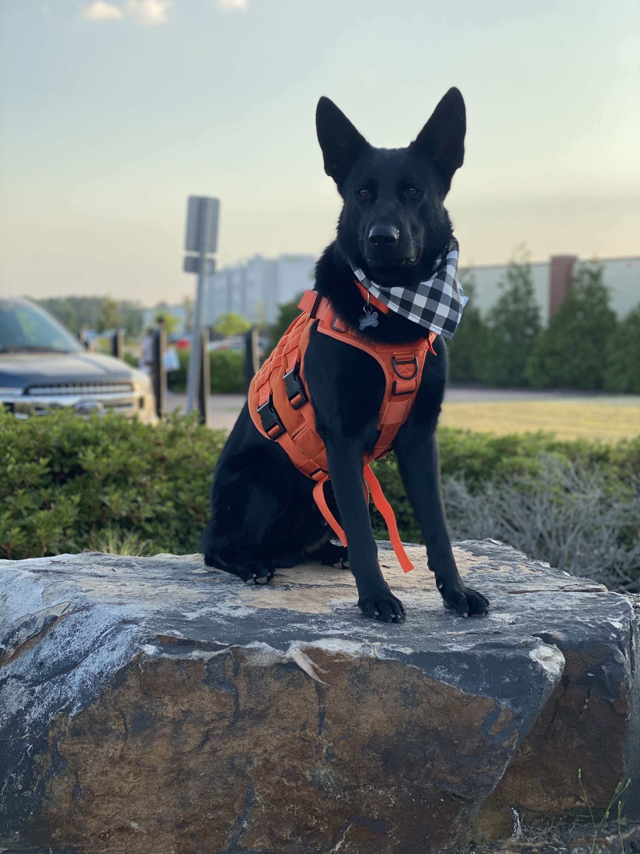 working line gsd - Stud Dog in New york, the United States | Breed Your Dog