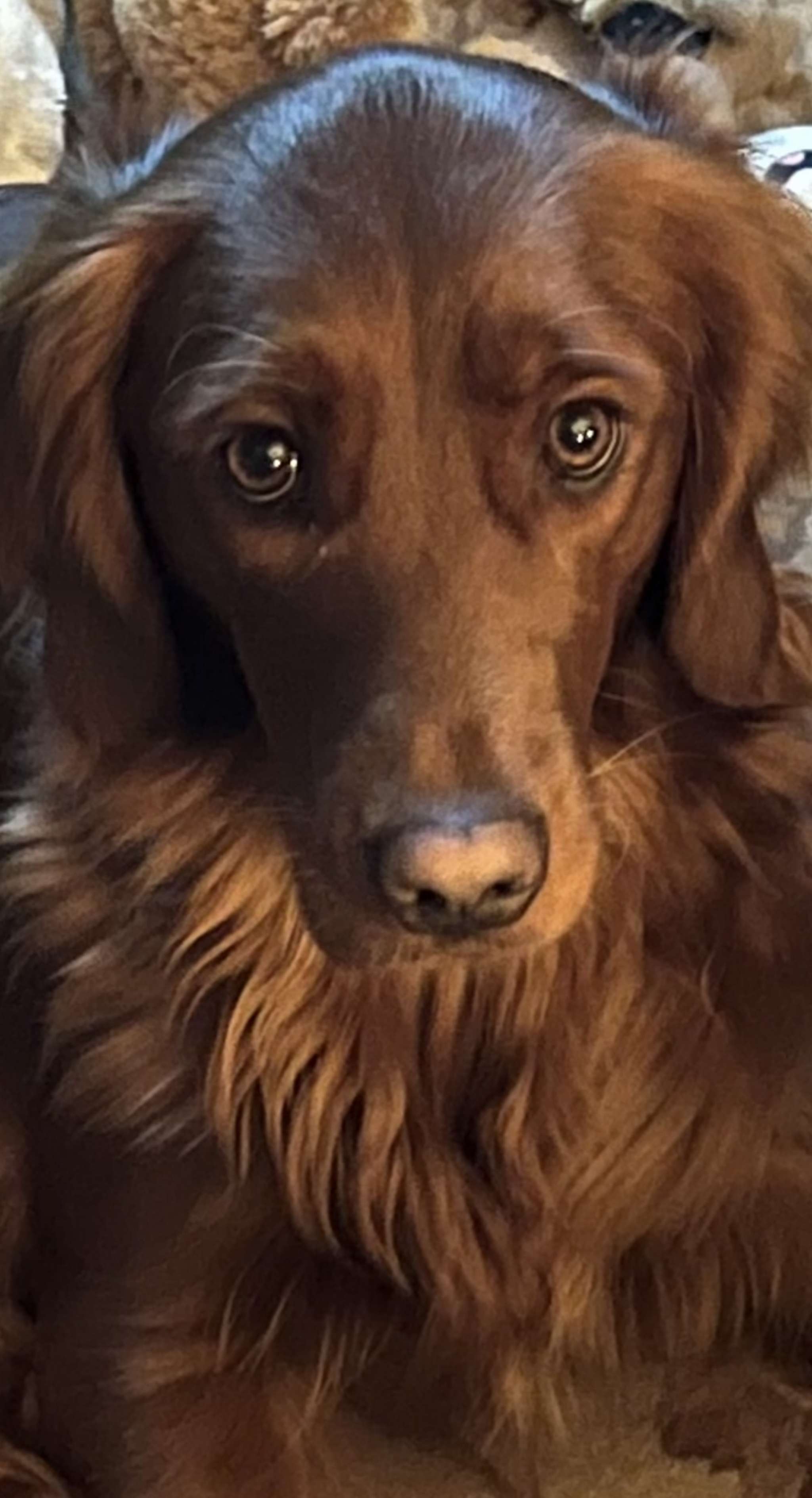 Dark red AKC field Golden retriever - Stud Dog in Olympia, Washington ...