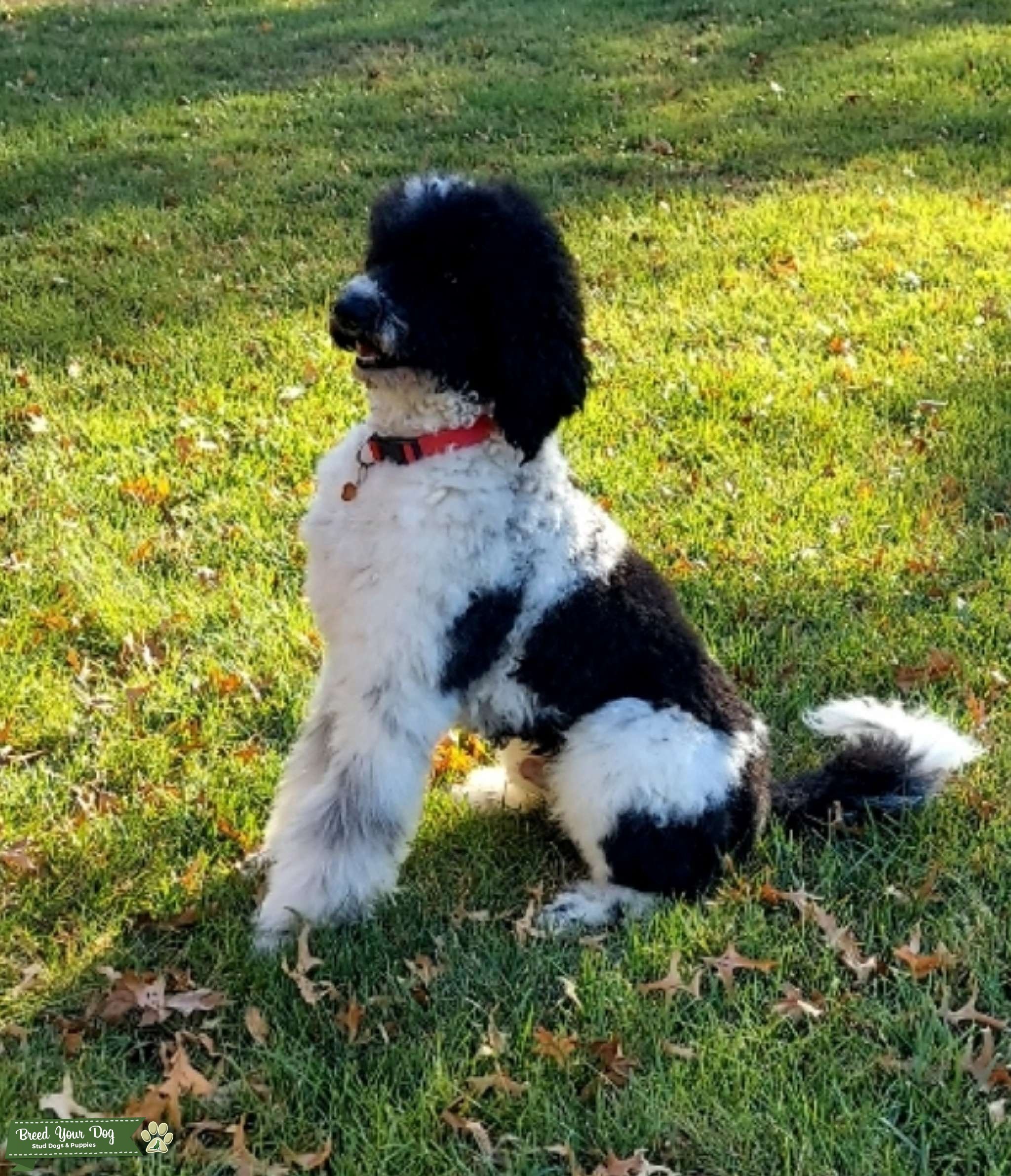 Standard Poodle Black White AKC Pedigree Certified - Stud Dog in Kansas ...