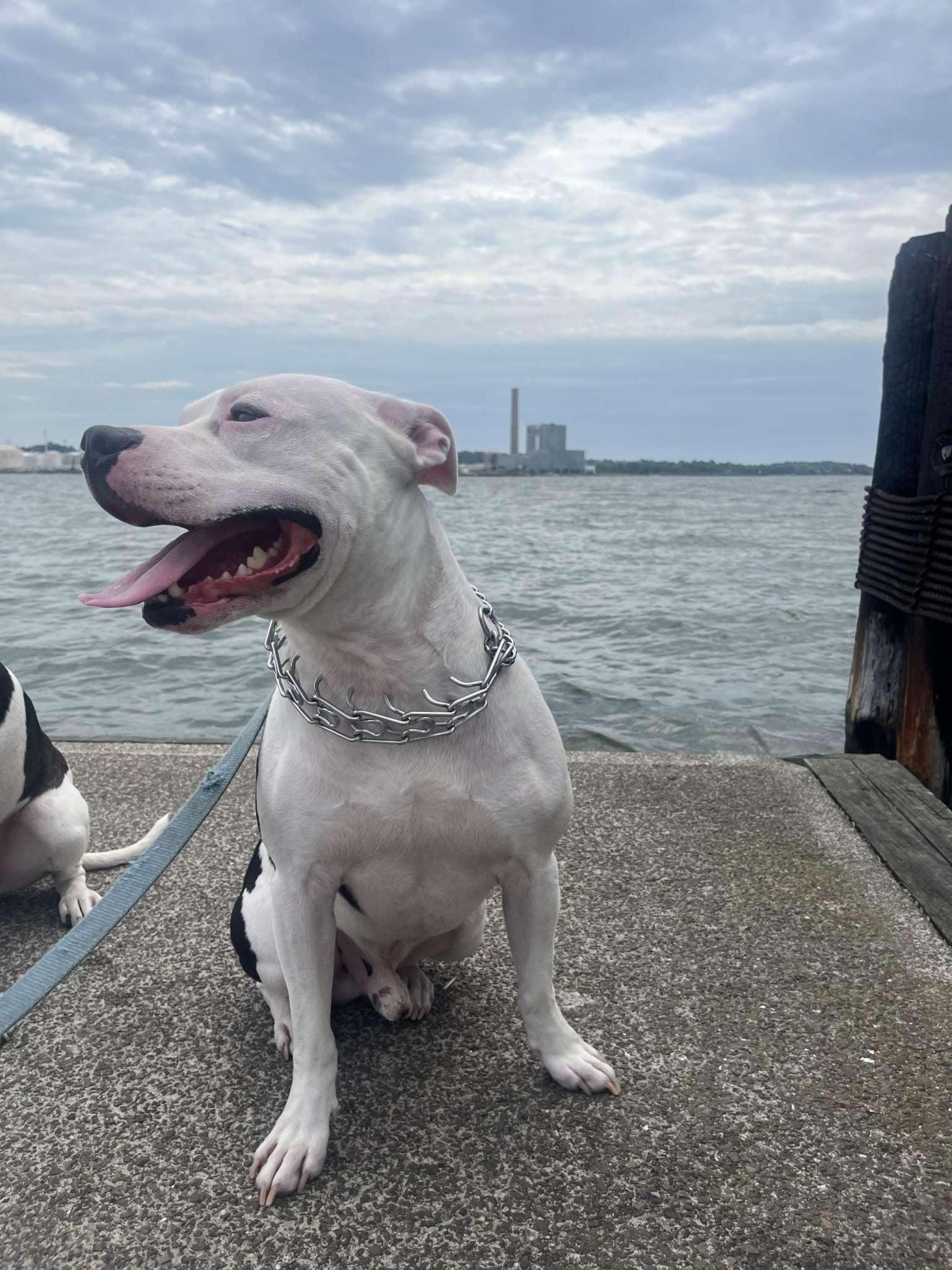 White & Black Colby Pit - Stud Dog in Connecticut , the United States ...