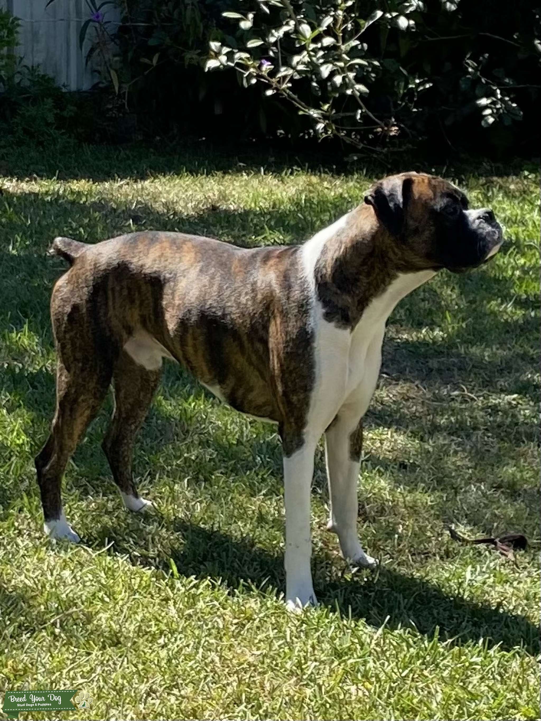Boxer - Stud Dog in Louisiana , the United States | Breed Your Dog