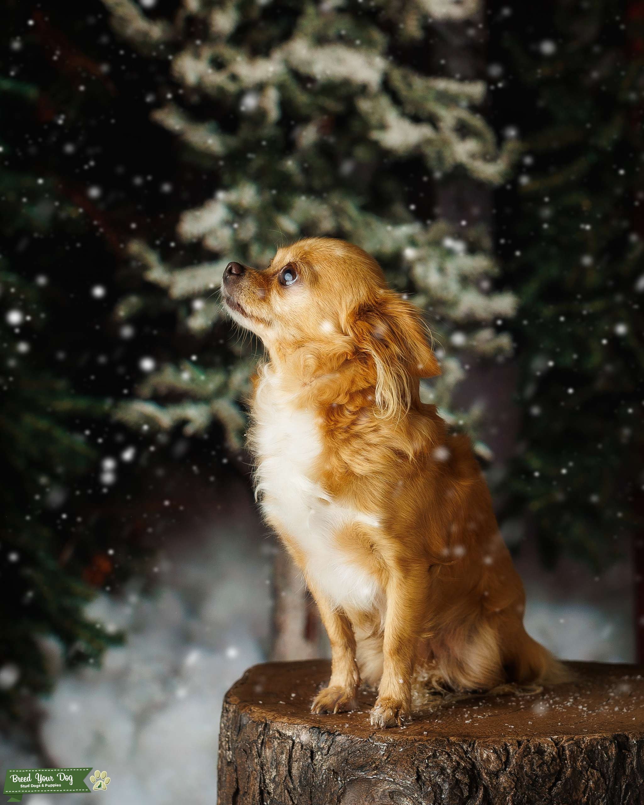 Tannie Wants Puppies! - Stud Dog in Temple, TX, the United States ...