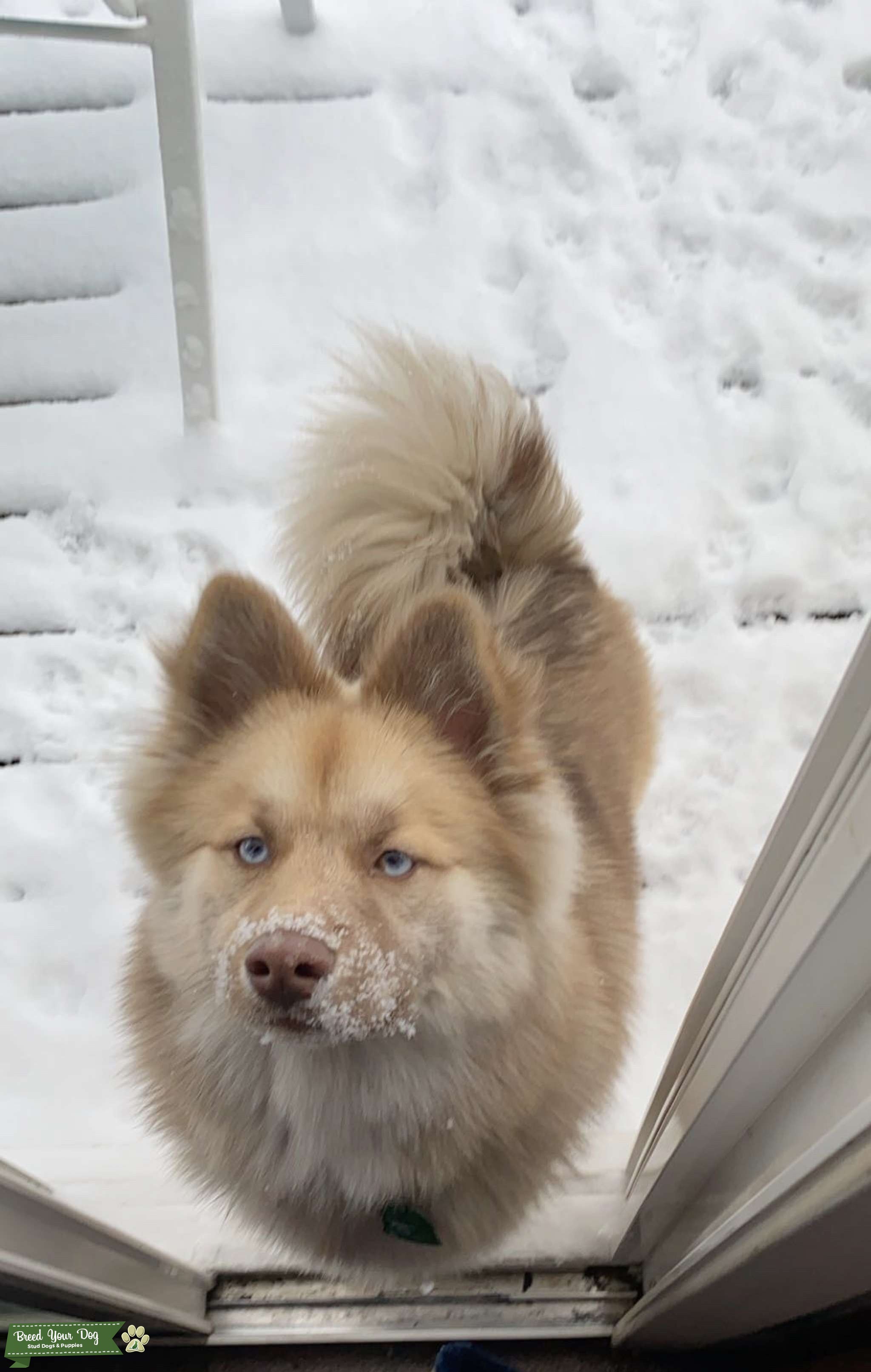 Male Pomsky - Stud Dog in Missouri , the United States | Breed Your Dog