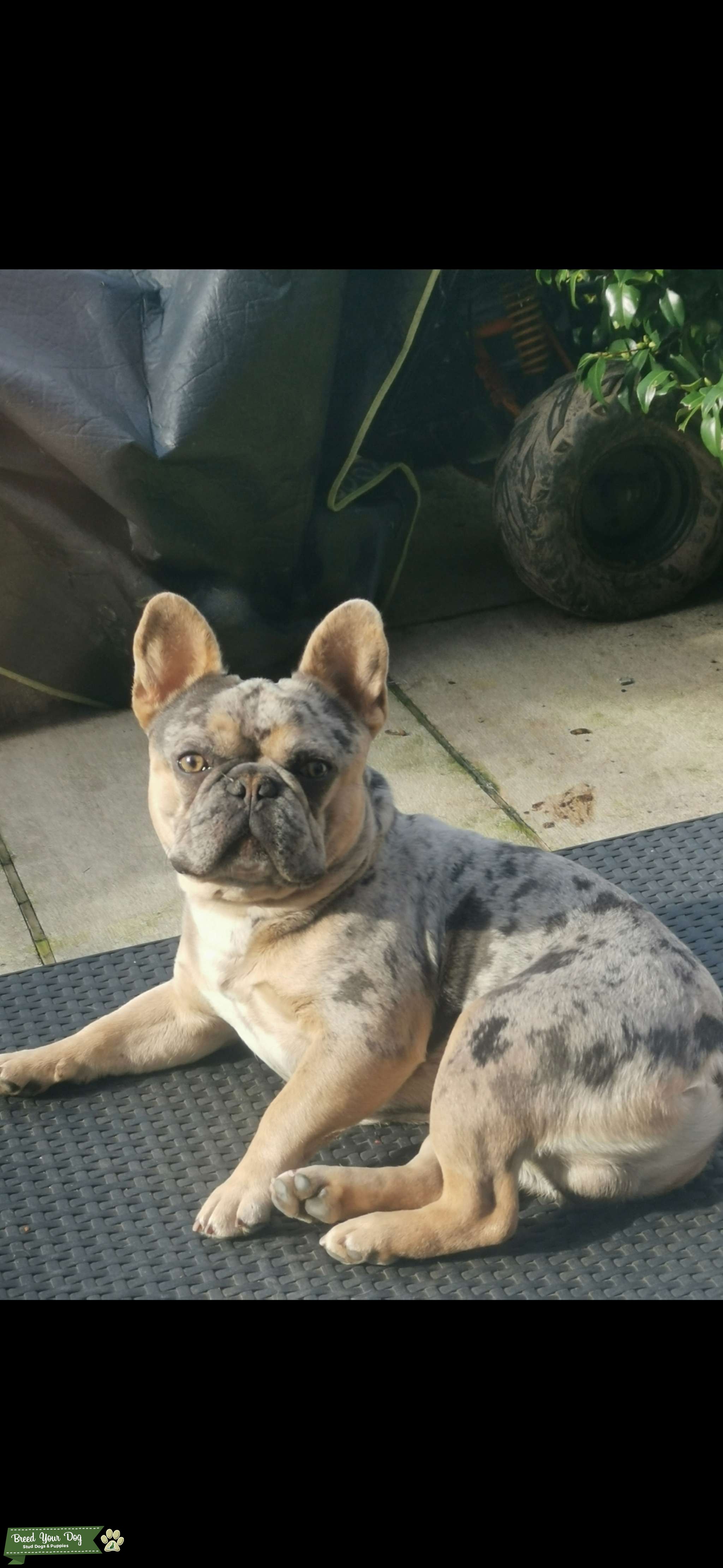 lilac and tan merle testable chocolate newshade & carrys fluffy - Stud ...