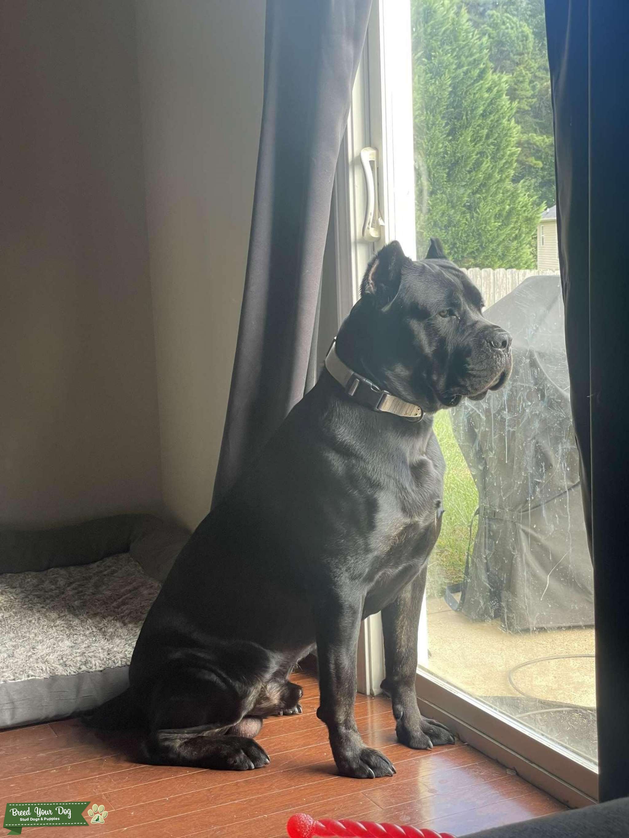 Black/Brindle Male Cane Corso - Stud Dog in North Carolina , the United ...
