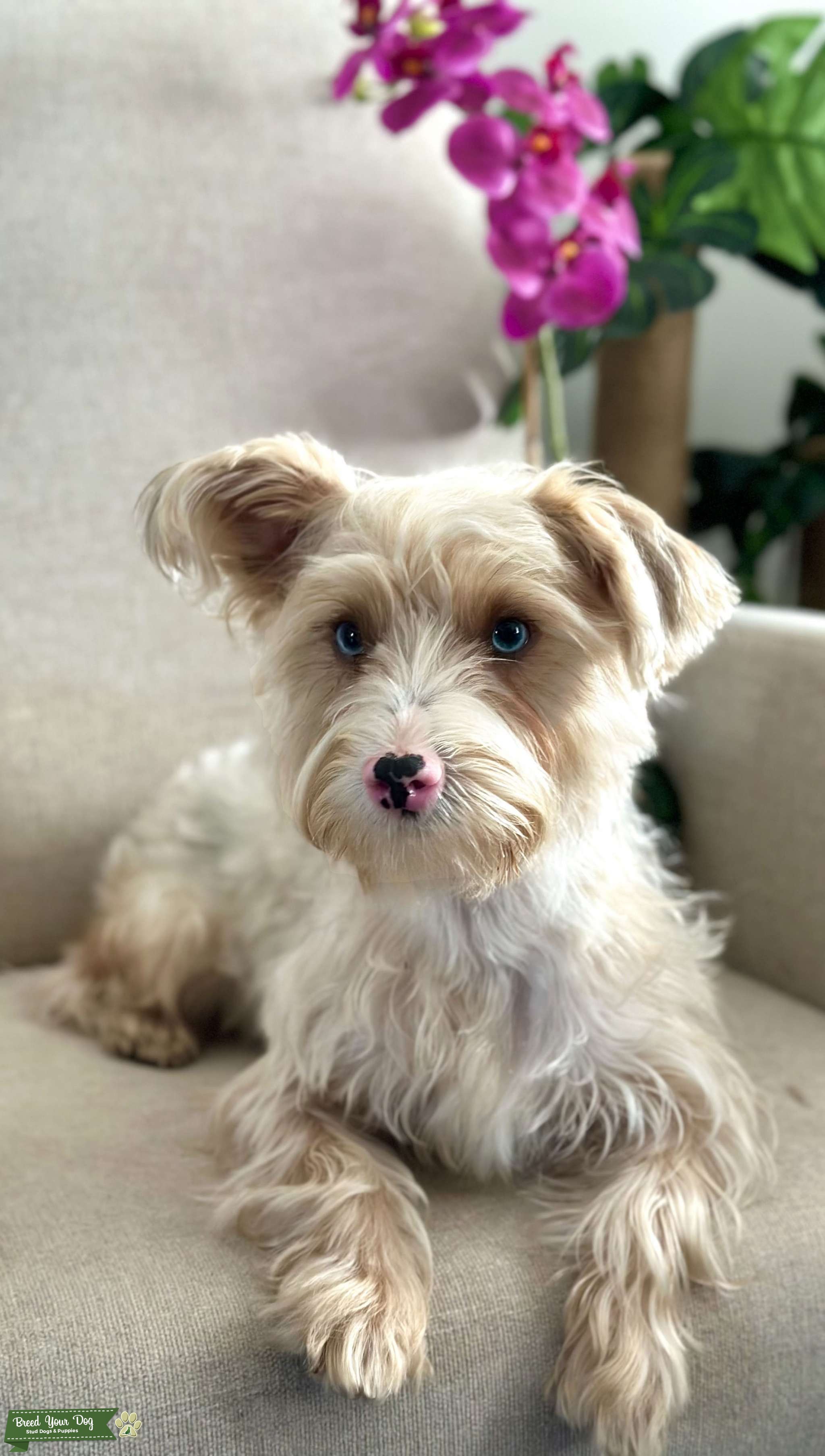 Merle- 2 blue eyes Yorkie - Stud Dog in New Jersey, the United States ...