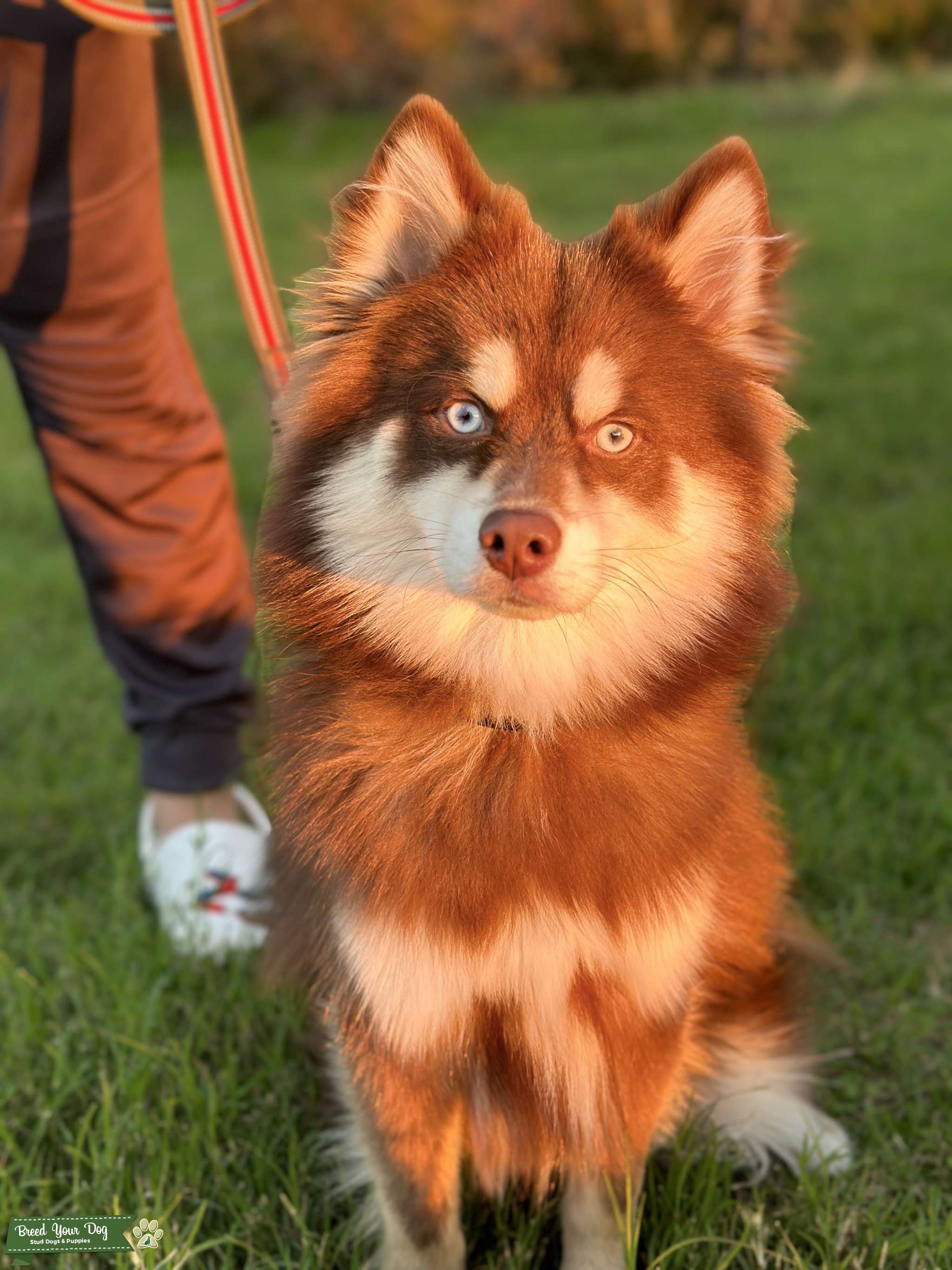 Brown and Tan Pomsky - Stud Dog in Texas, the United States | Breed ...